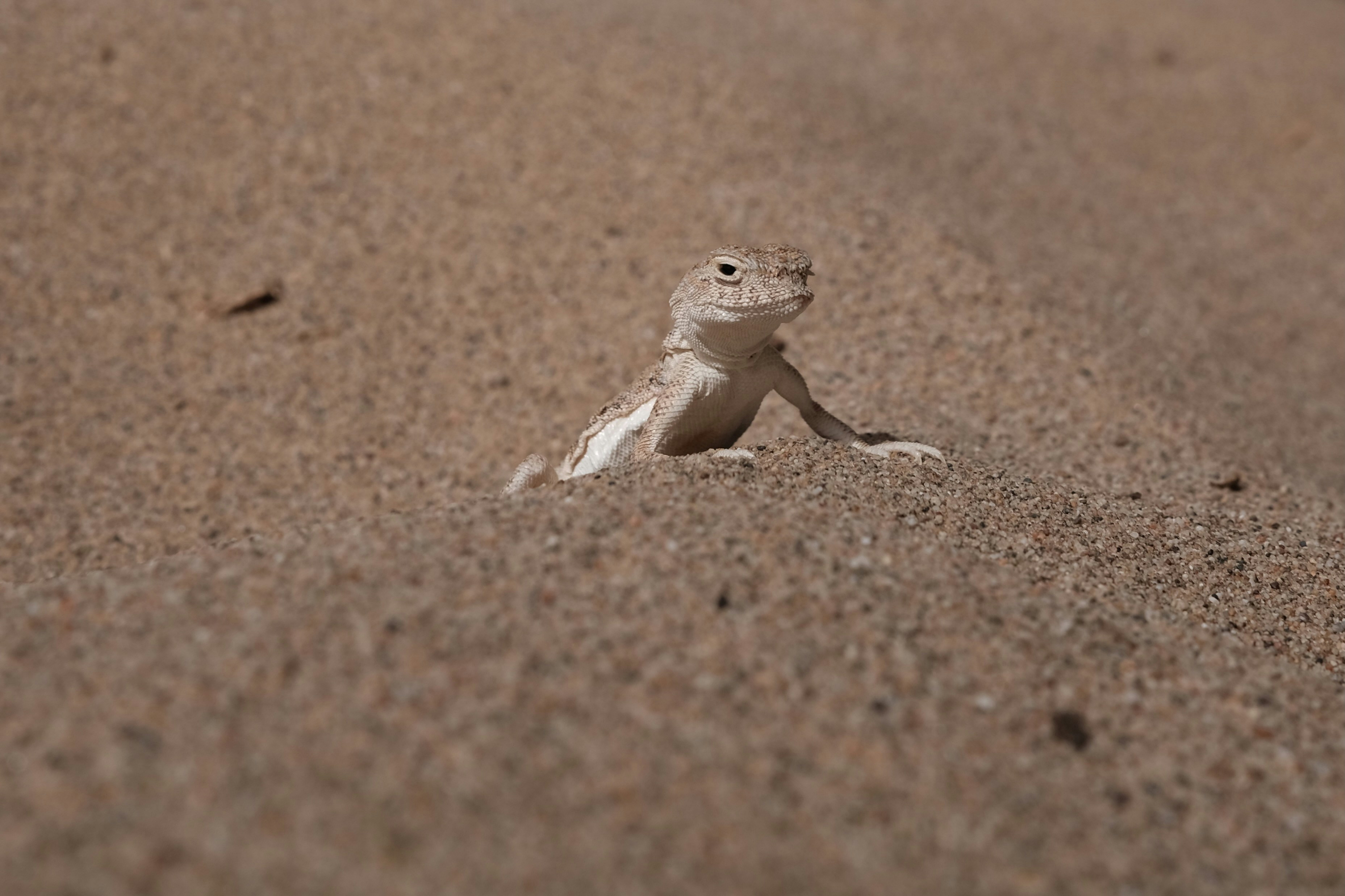 A lizard partially emerging from the sand, showcasing its unique texture and color against the sandy backdrop.