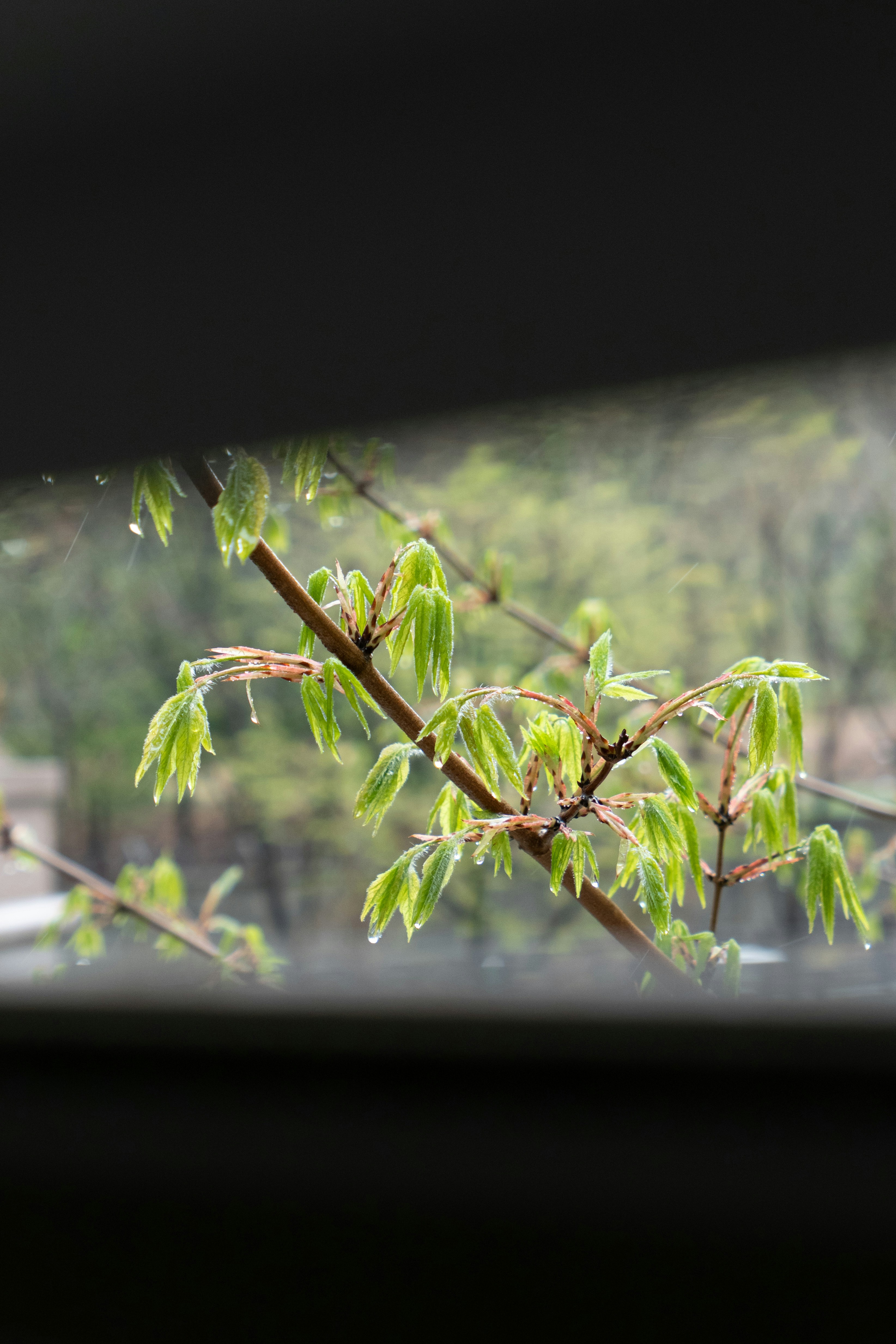 rainy day at my house