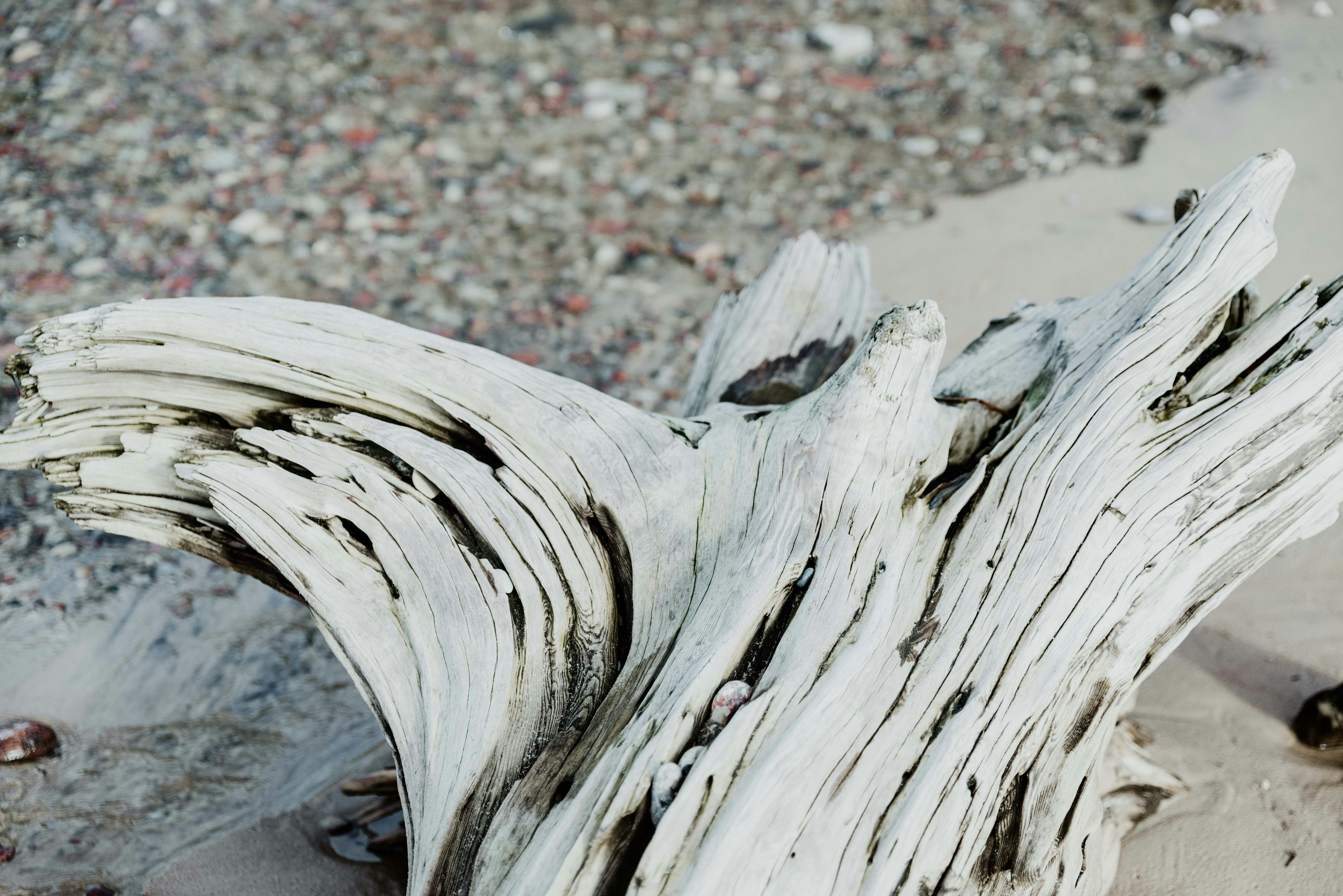 Curved Driftwood Spiral on a Pebble Shore