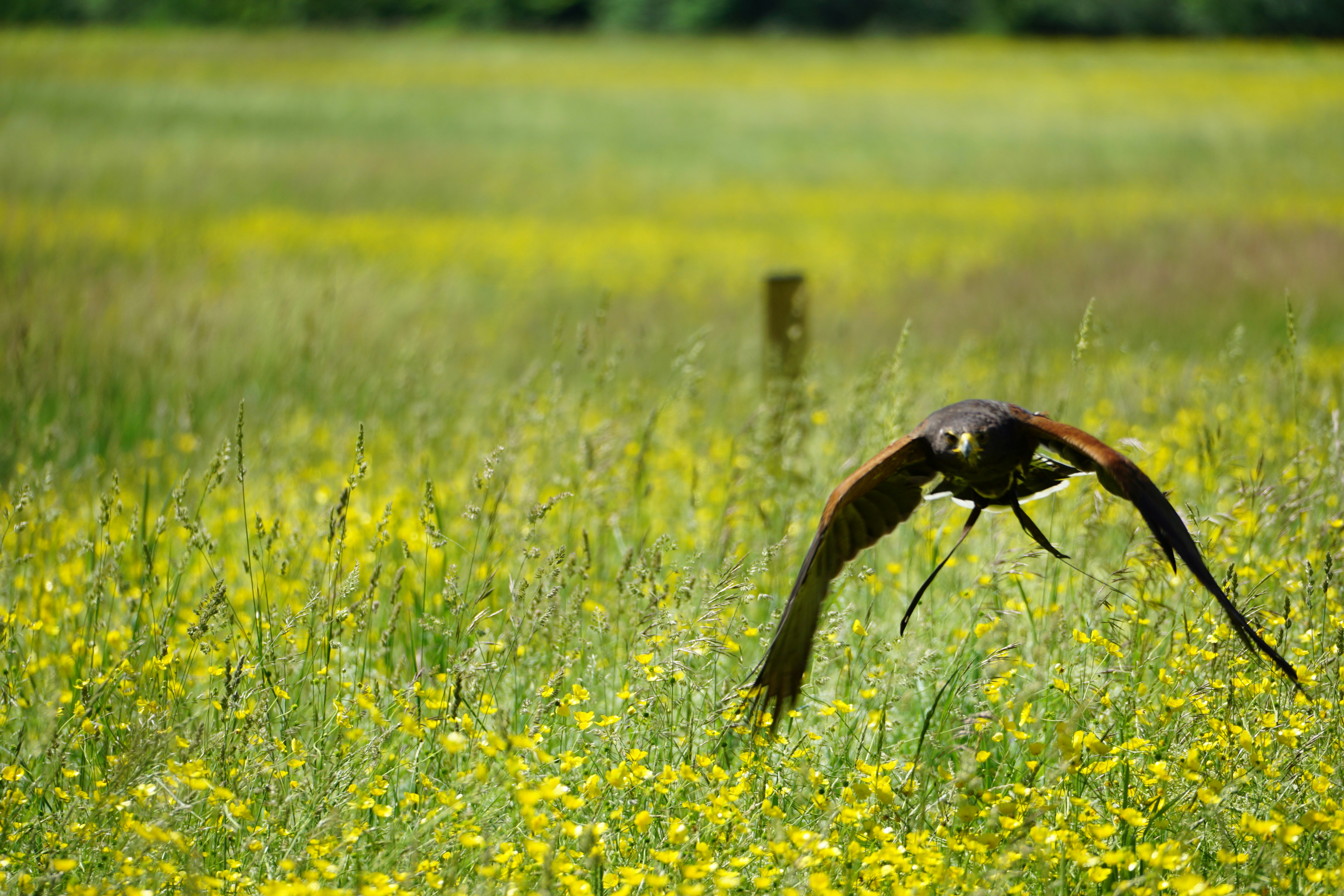 Photo by Arya Tulsyan with Sony Alpha 6000