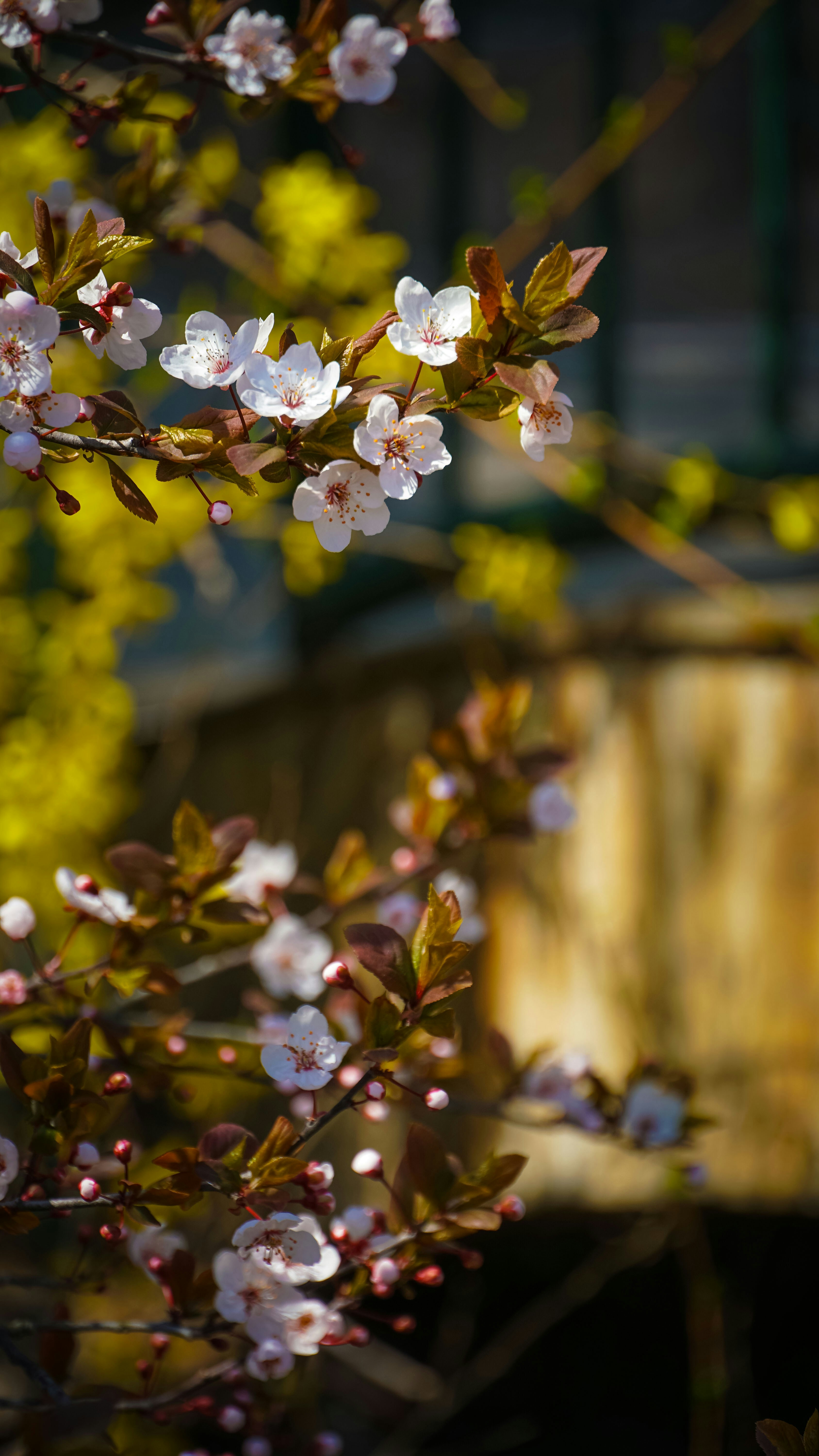 Blossoms in Sunlit Blur: A Branch of Delicate White Petals