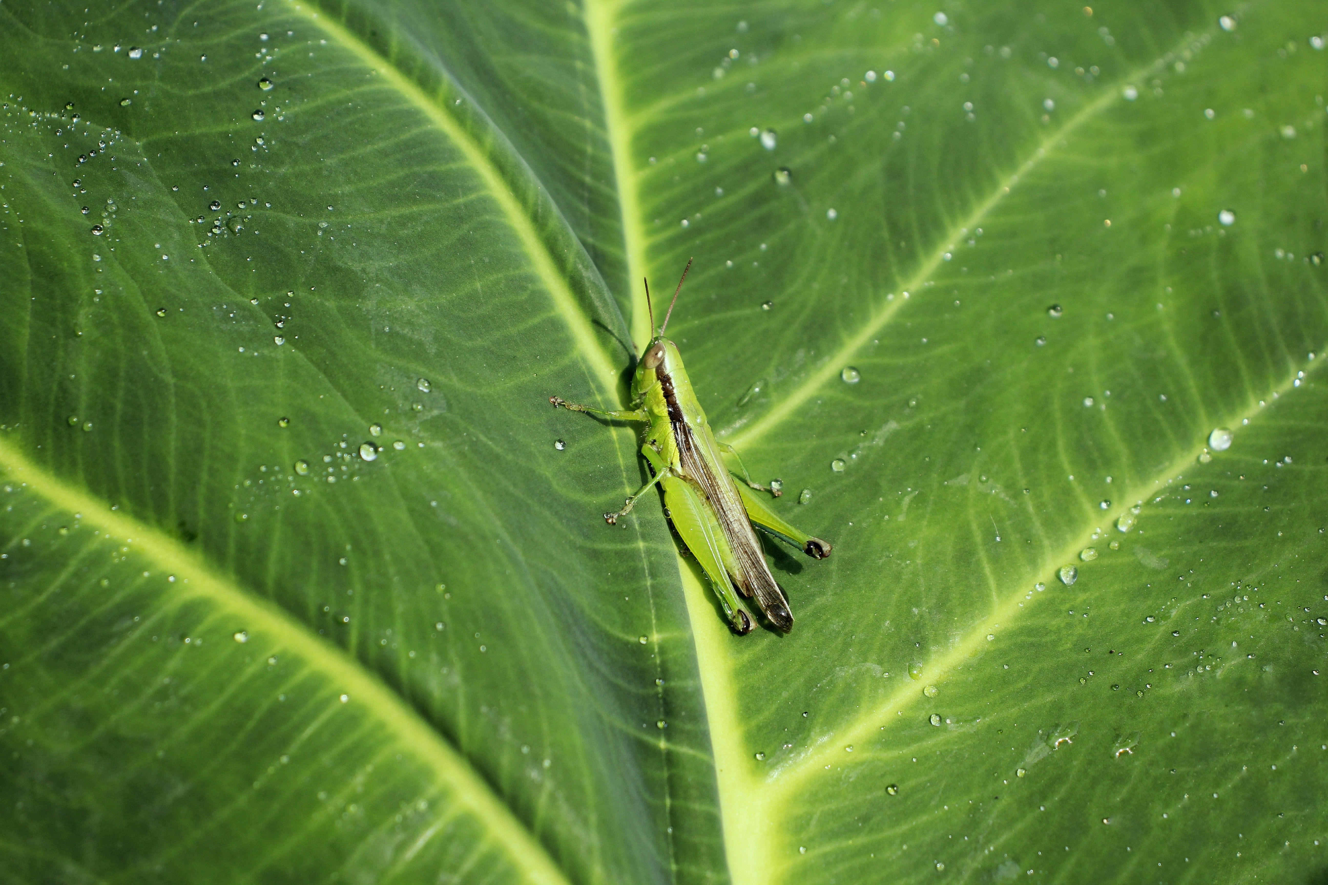 Tiny Green Mantid Nymph Perched Along a Dew-Kissed Leaf Vein