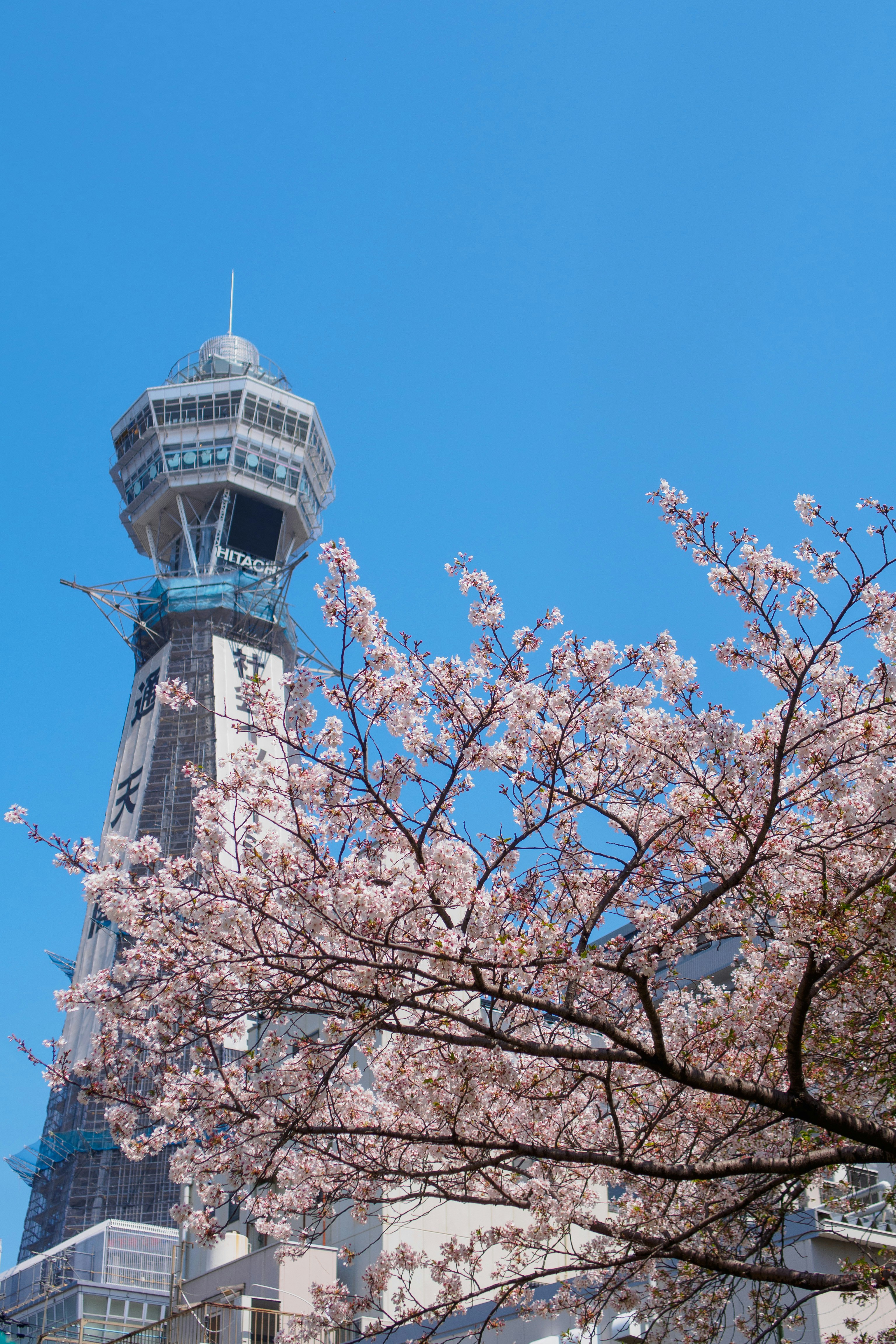 Sakura-Framed Skyline: Tower peeks through pink blossoms under a cobalt sky