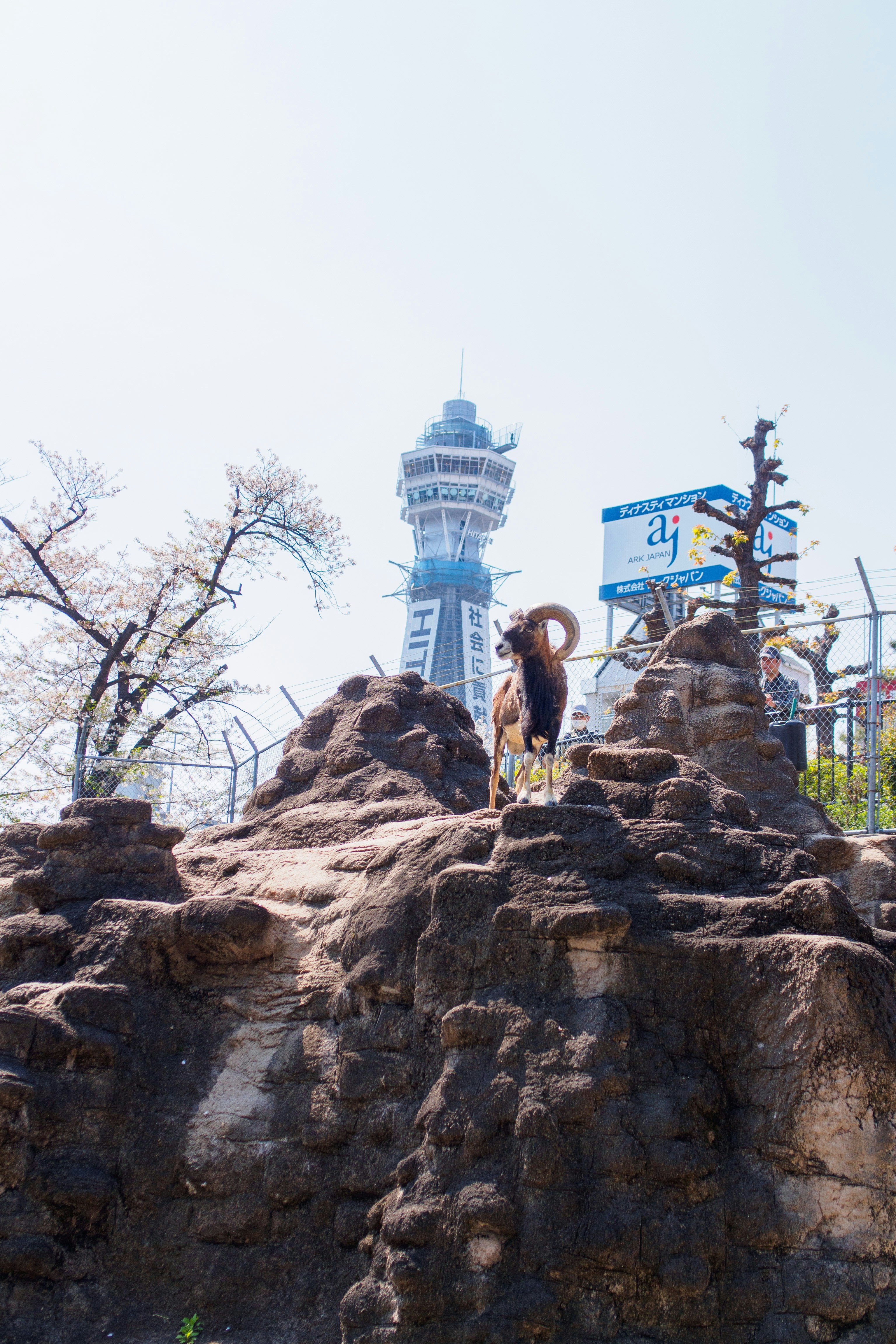 A ram standing on top of a pile of rocks photo – Free Animal Image on ...