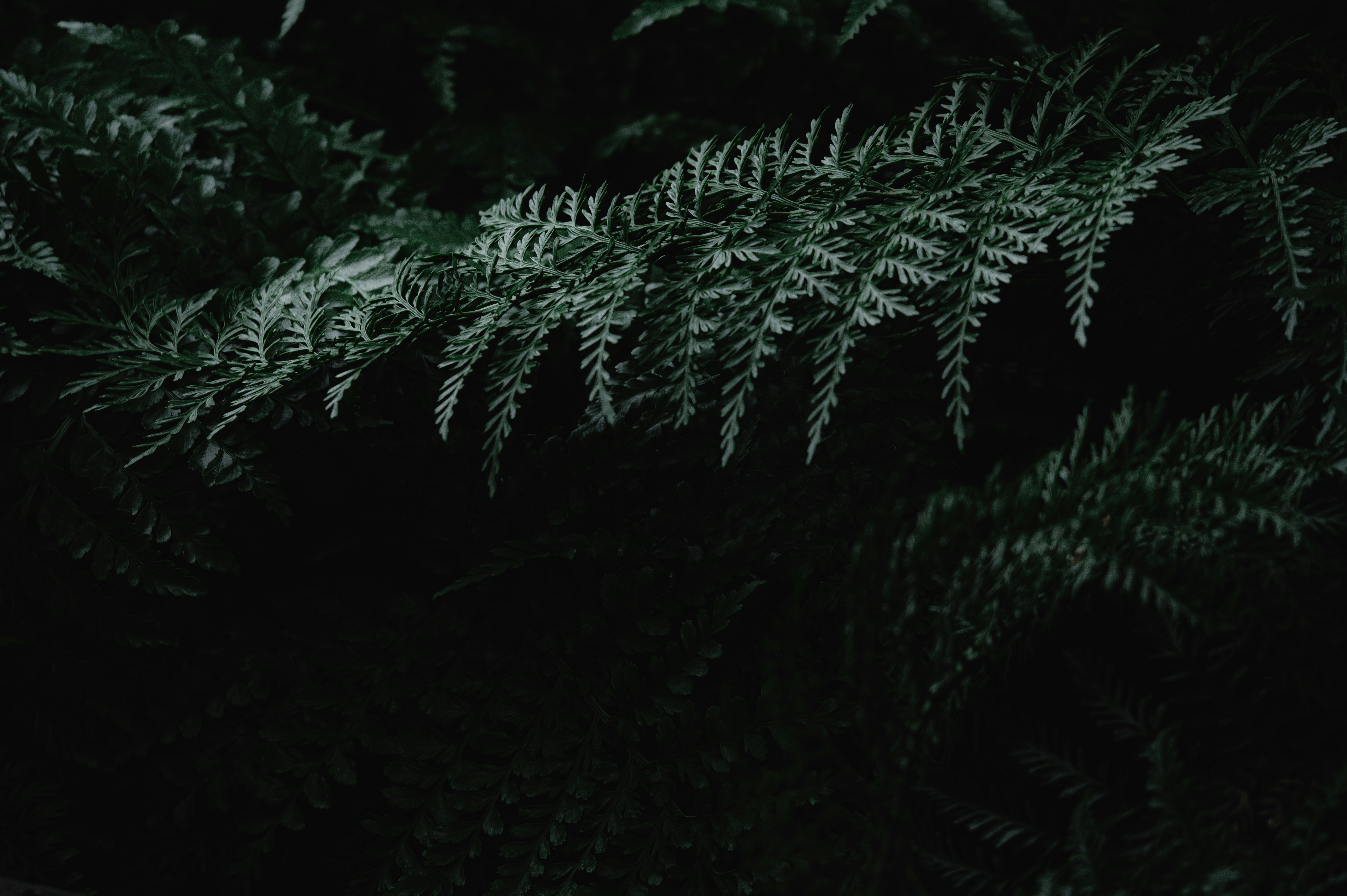 a close up of a plant with green leaves