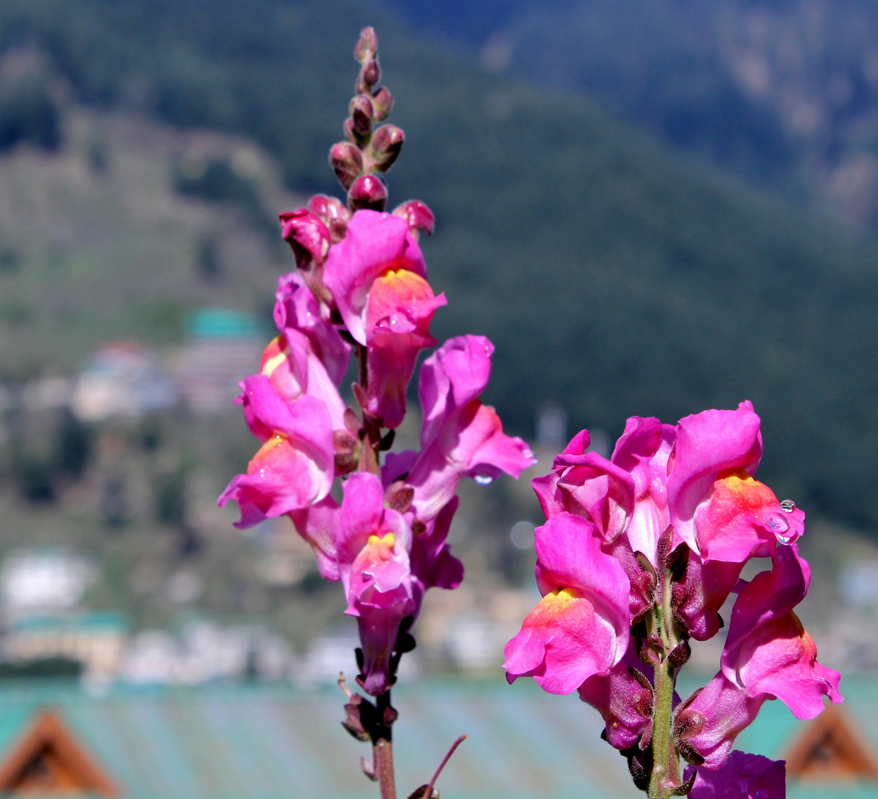a close up of a purple flower with a city in the background