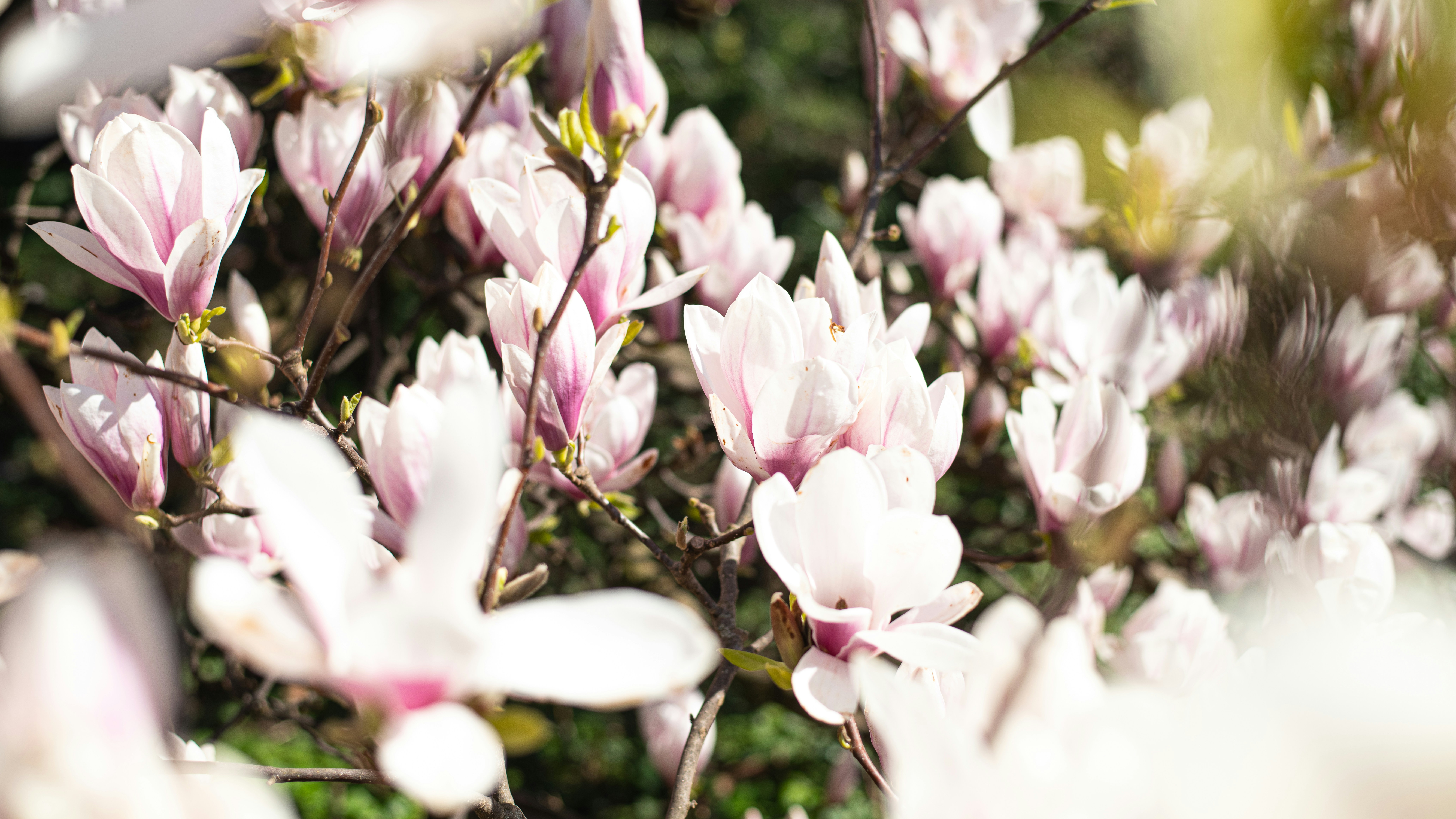 Emerging Pink Blossoms: Soft Sunrise Among Magnolia Branches
