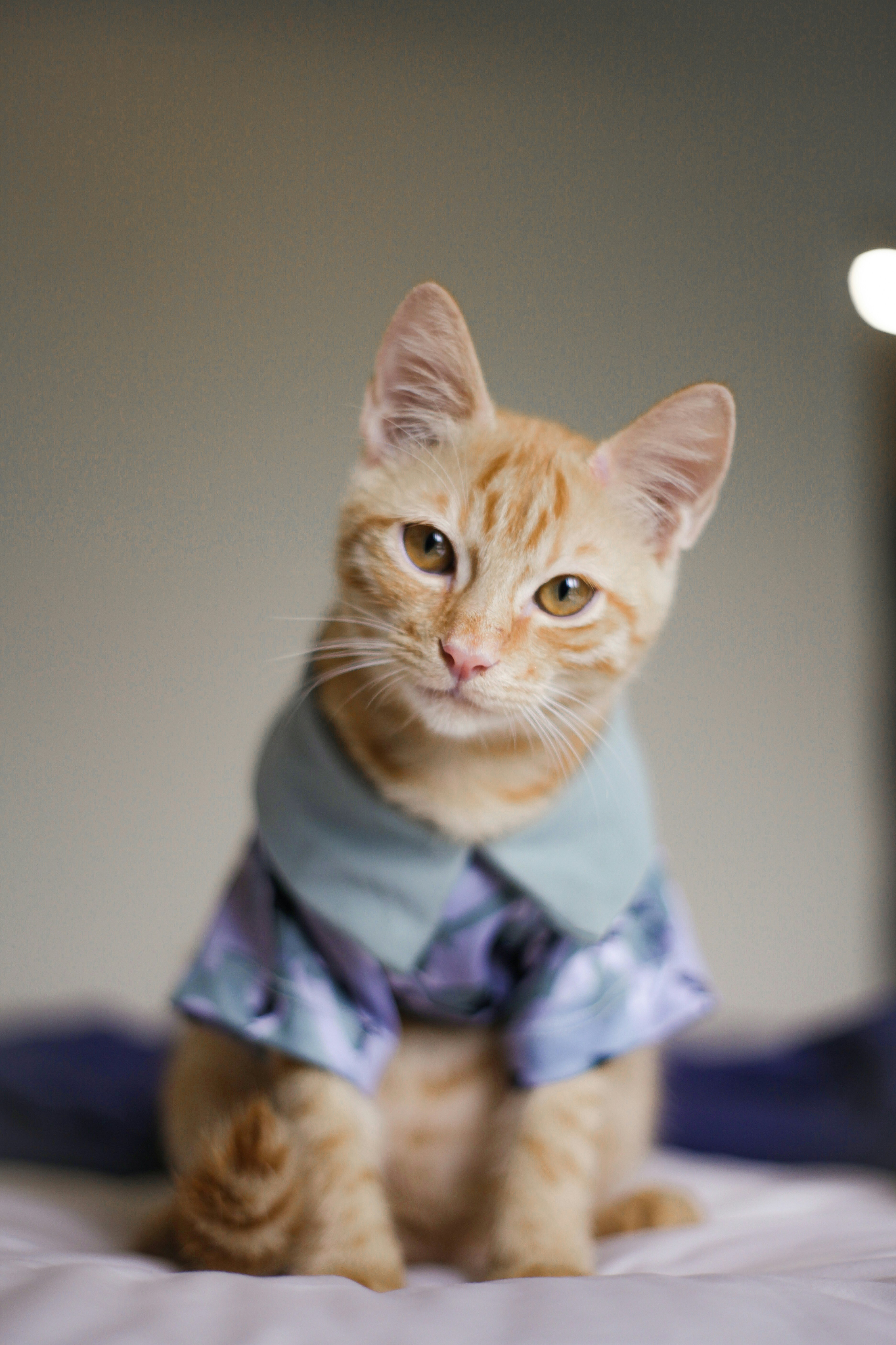 Amber tabby in pastel blue—an intimate bedroom portrait