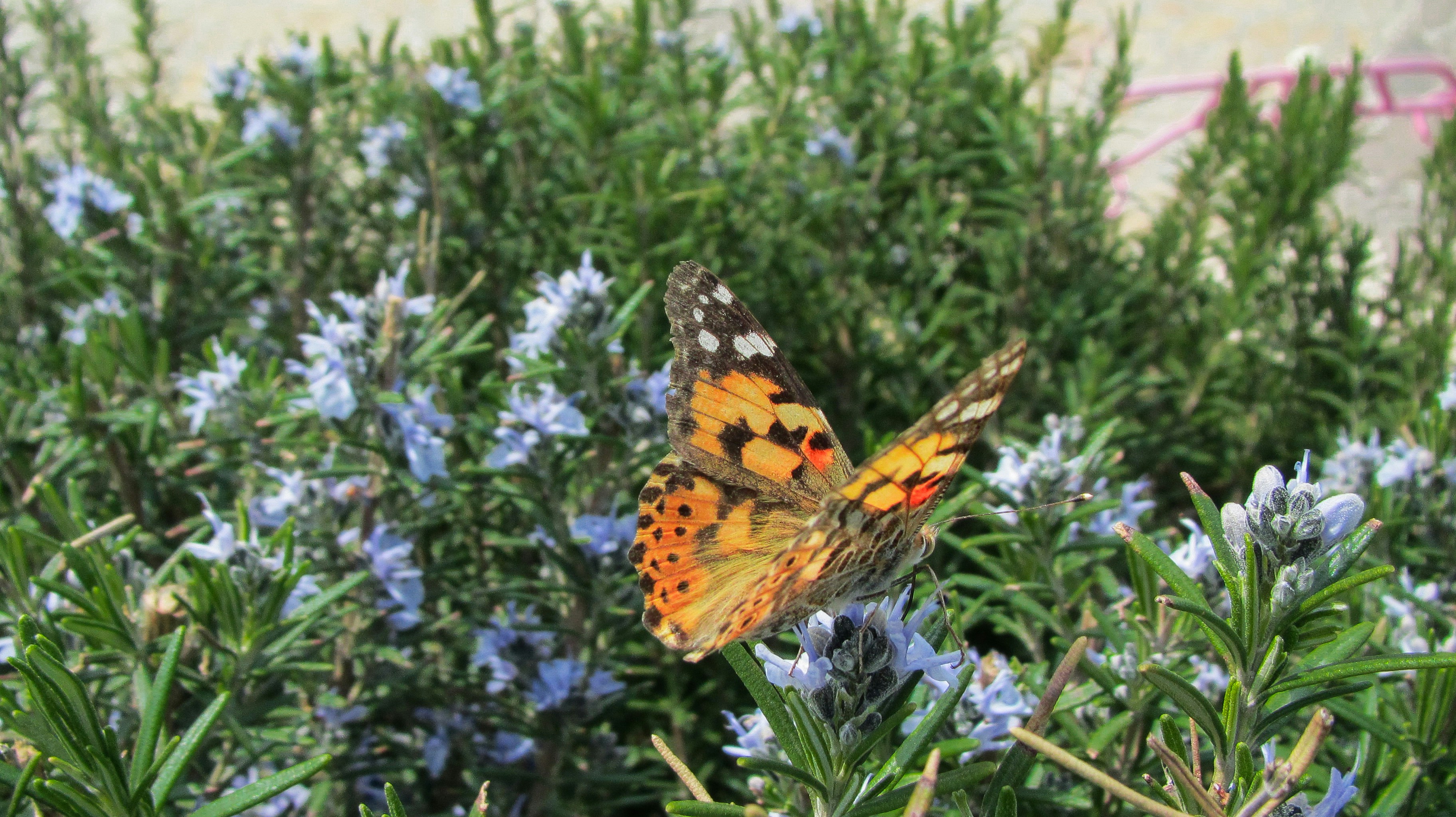 Painted Lady butterfly perched on blue blossoms amid green foliage, highlighting the wings' orange, black, and white pattern. This close-up captures natural color and texture of petals and wings.