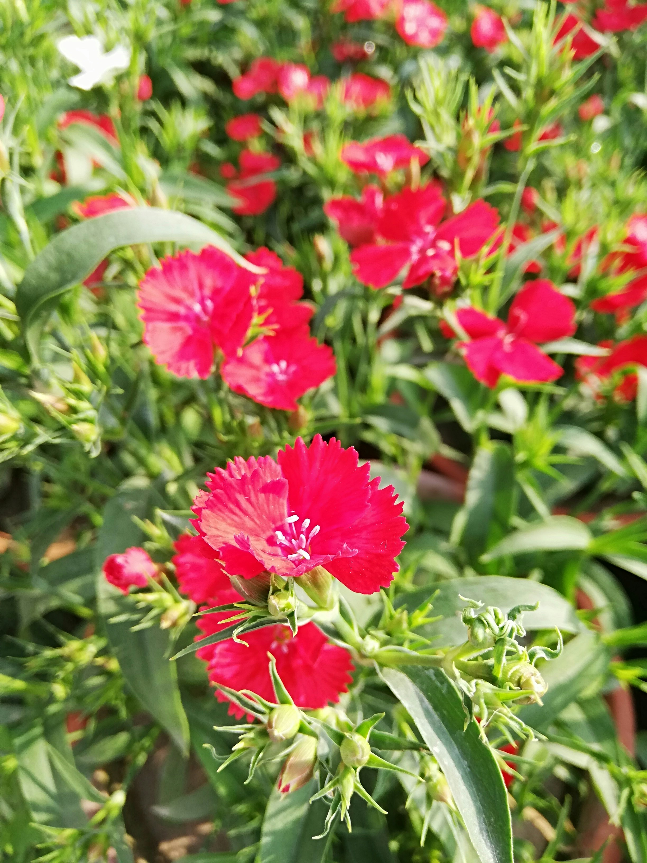 Vibrant Blossoms in a Sunlit Garden