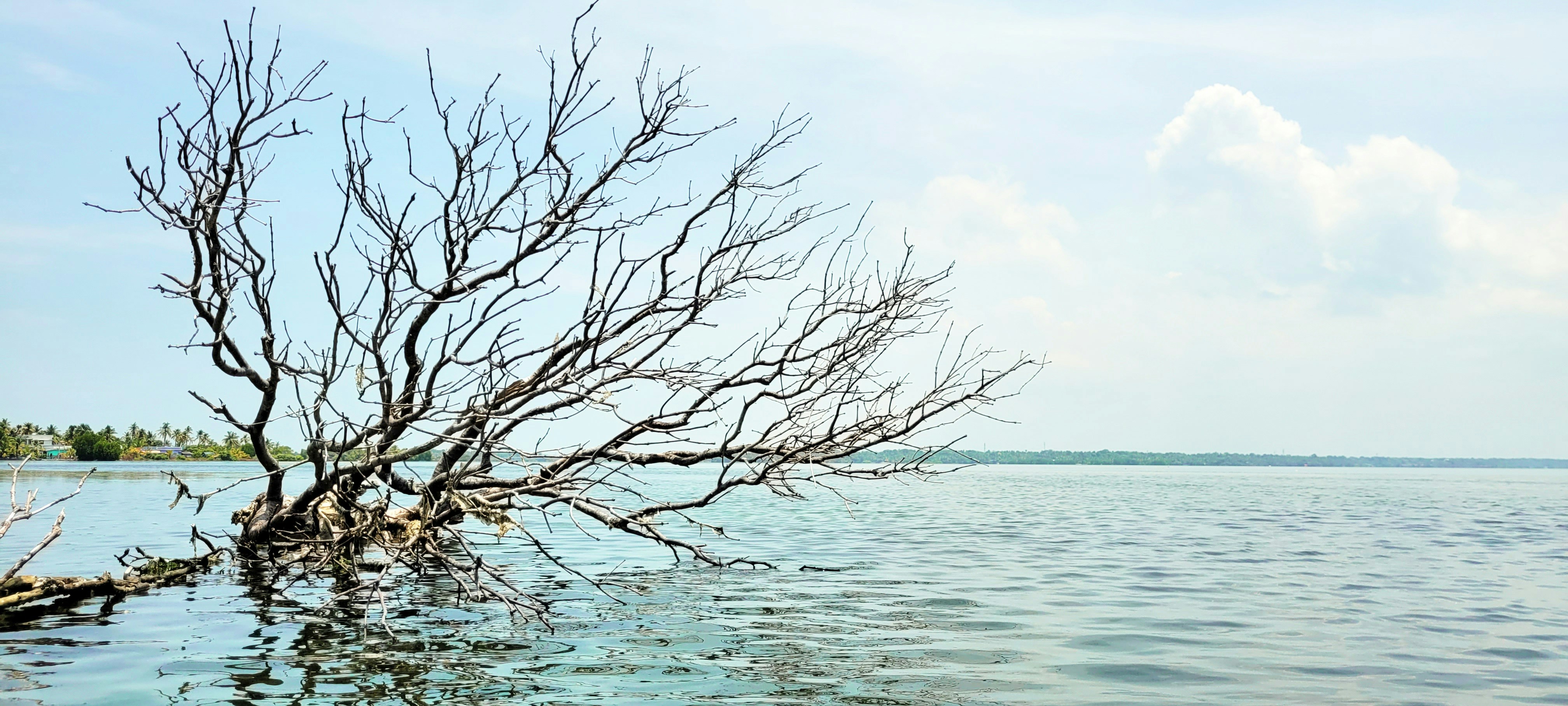 Bare tree branches extend over a calm body of water under a bright sky.
