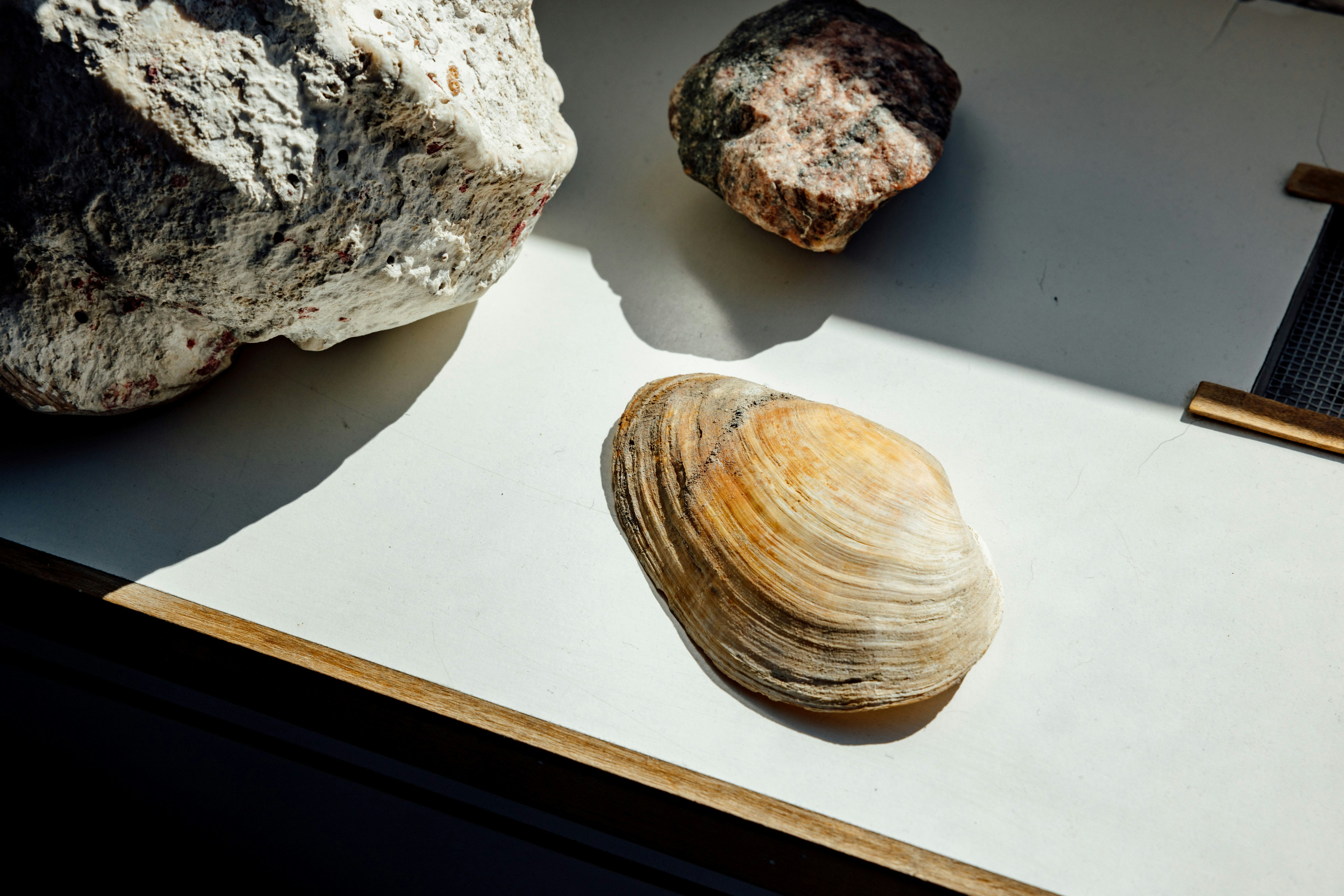 Sunlit Shells on a Quiet Window Sill