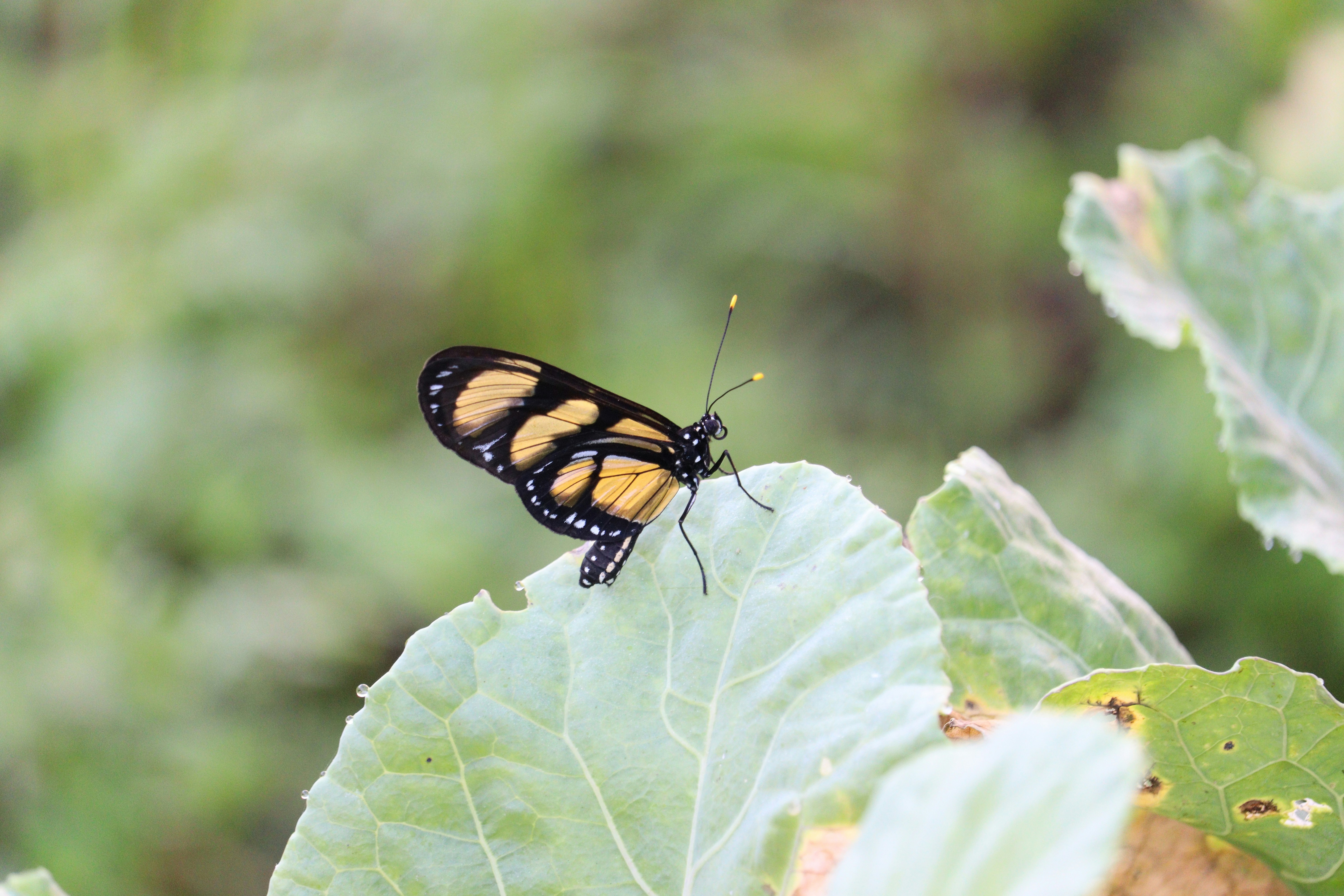 Butterfly with black and yellow wings perched on a leafy plant.