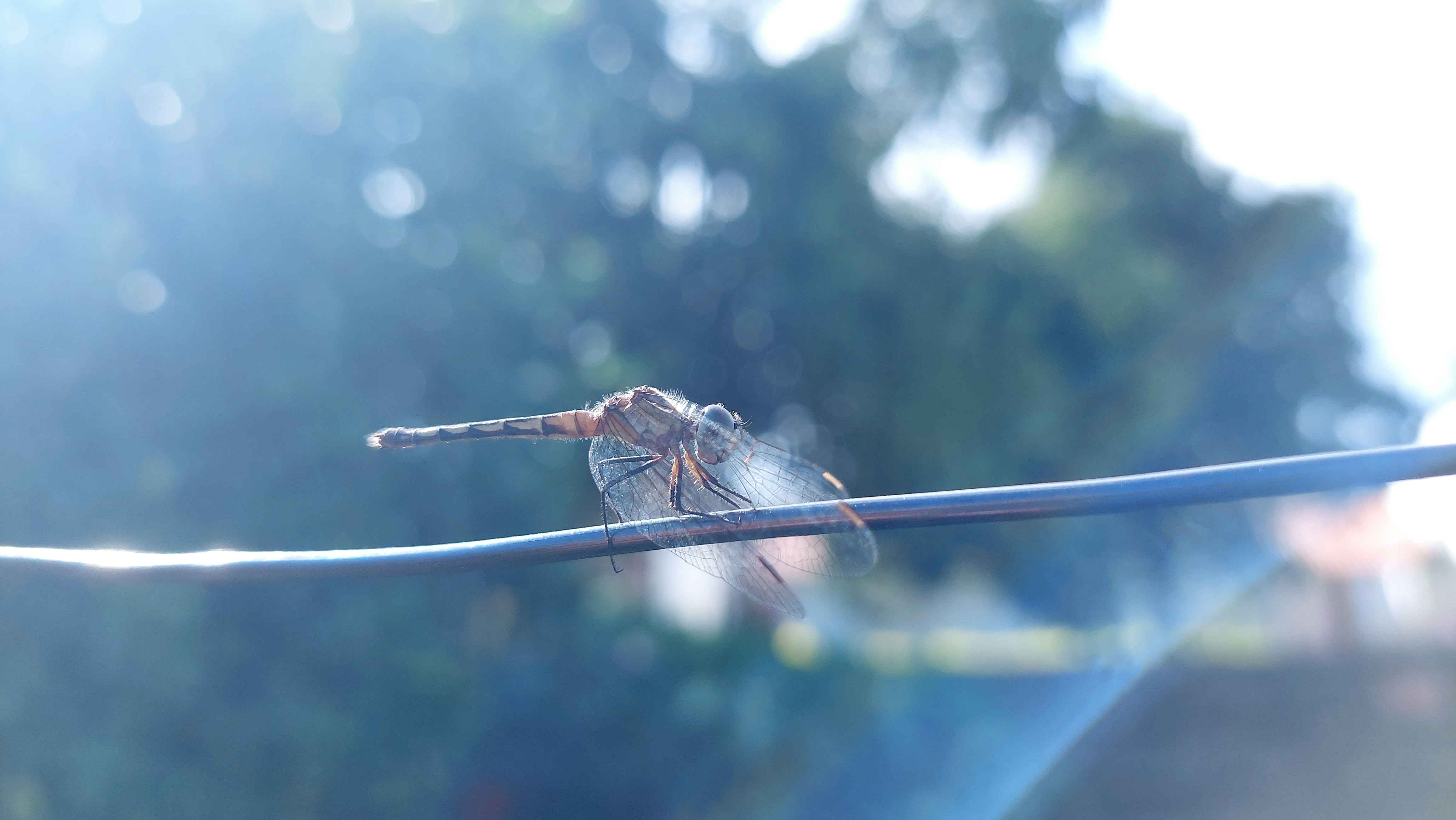 Close-up photograph of a dragonfly-like insect perched on a thin wire. The shallow depth of field renders the background into soft green bokeh.