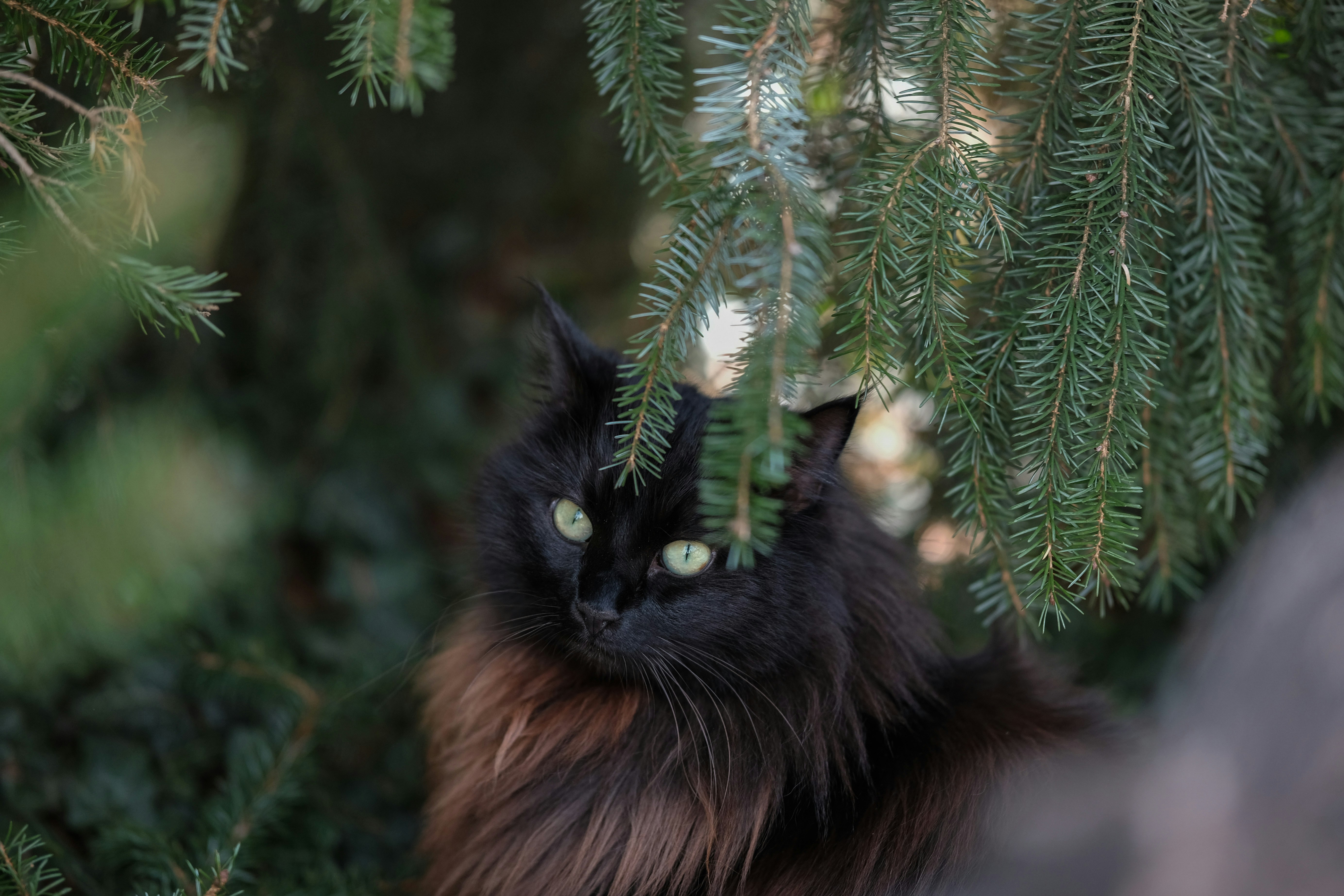 Emerald Gaze Beneath the Evergreen Veil