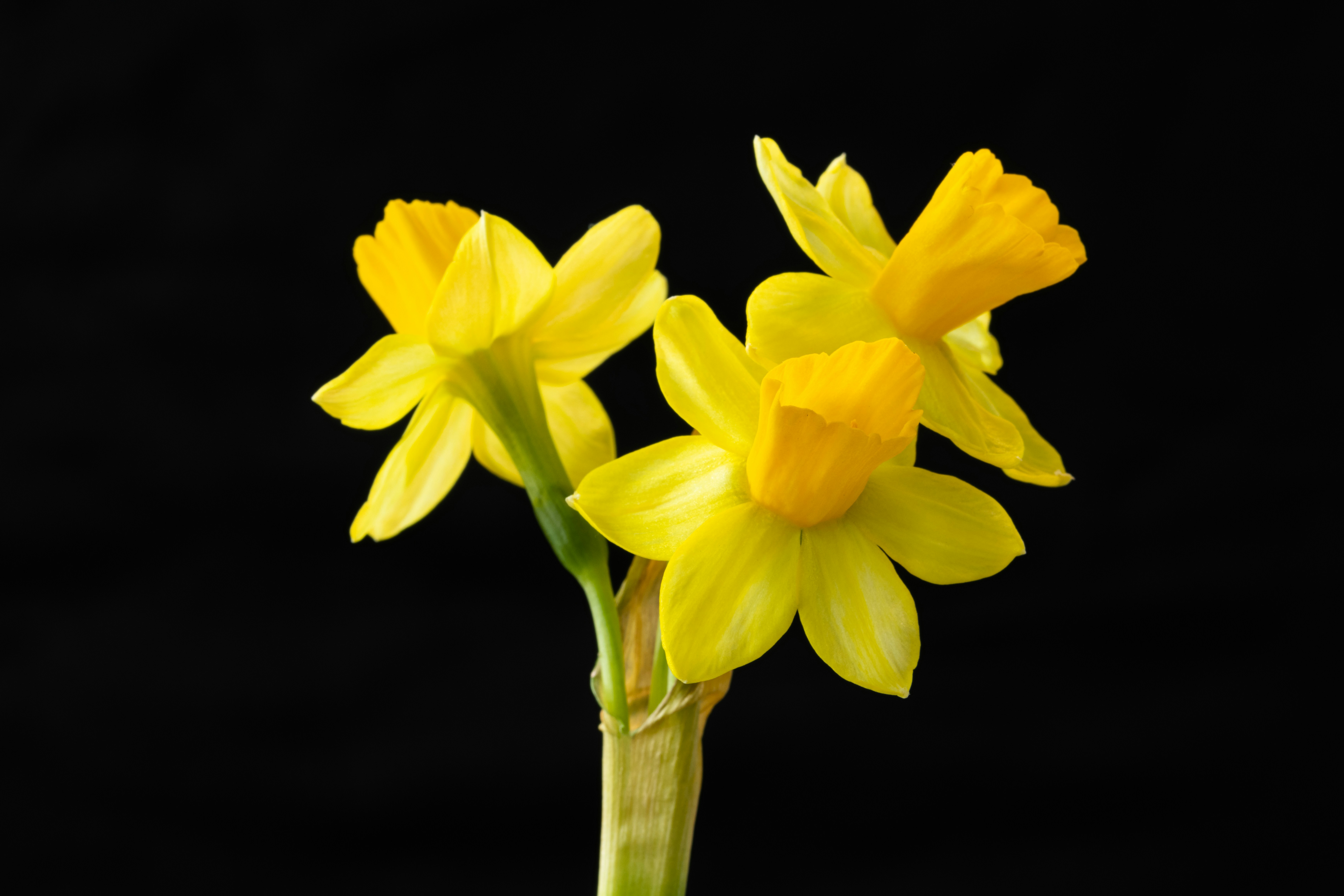 two yellow daffodils in a vase on a black background