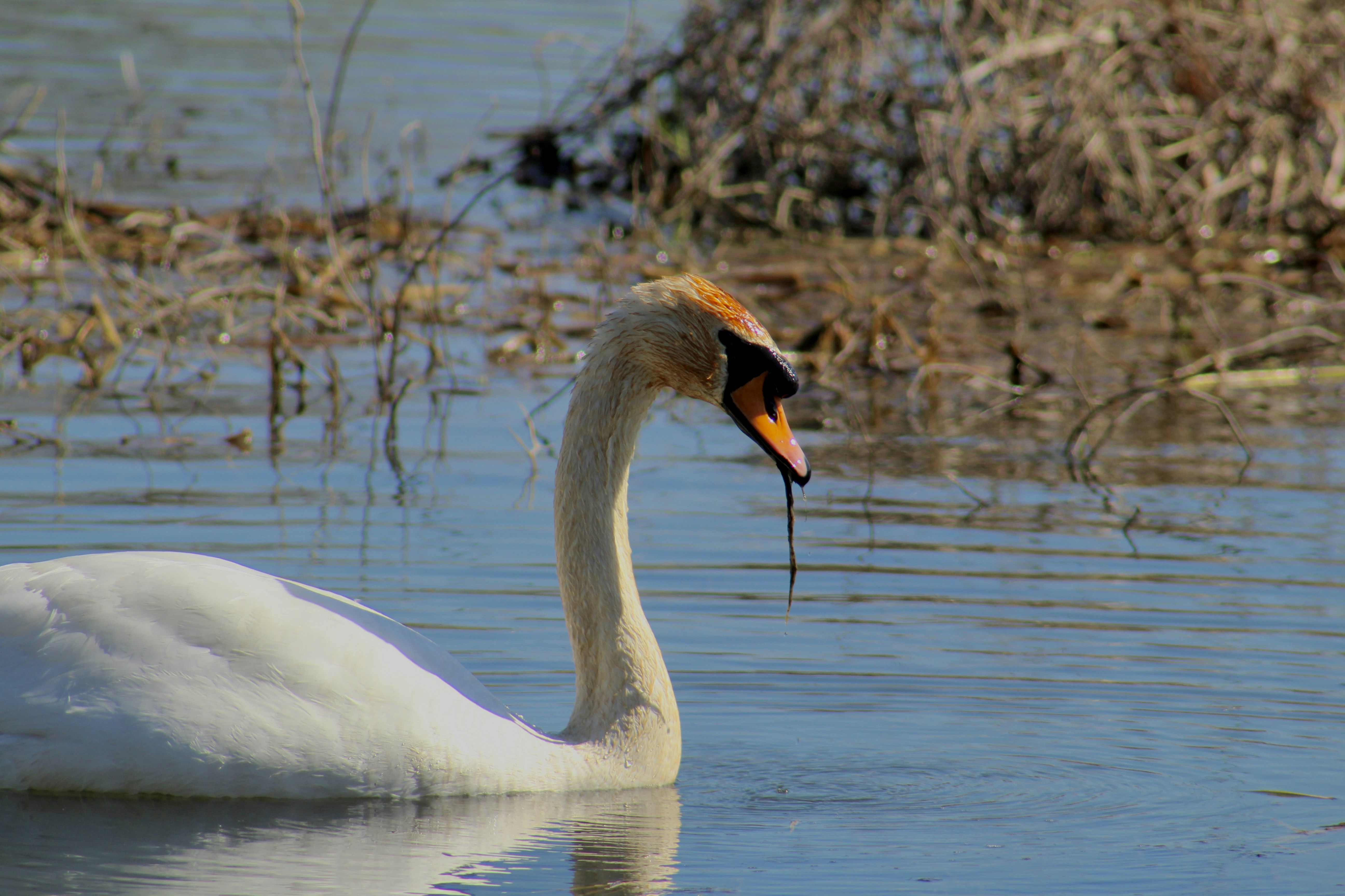 a swan is swimming in a body of water