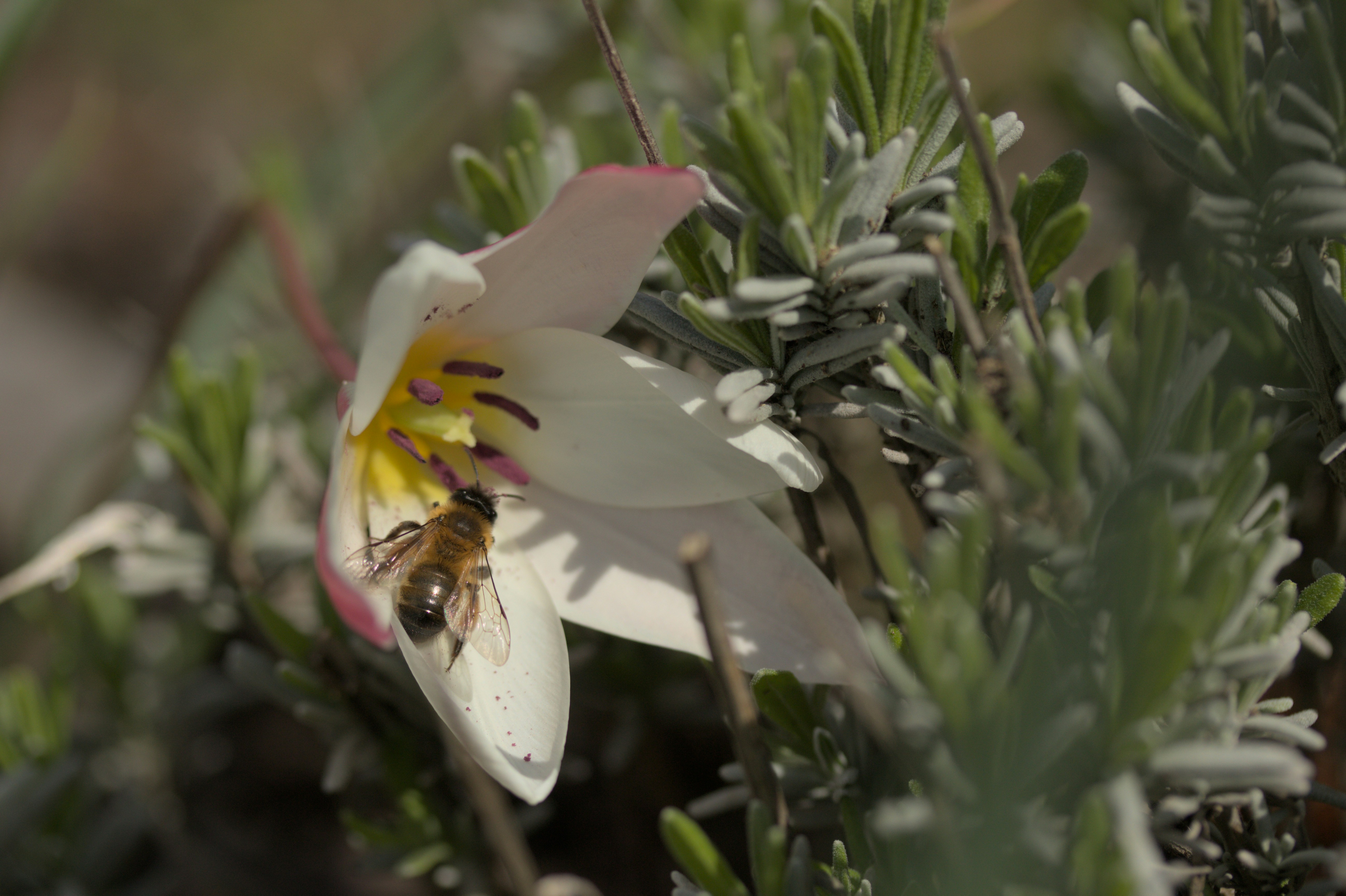 Nectar on a Pale Pink-Edged Bloom Amid Silvery Foliage