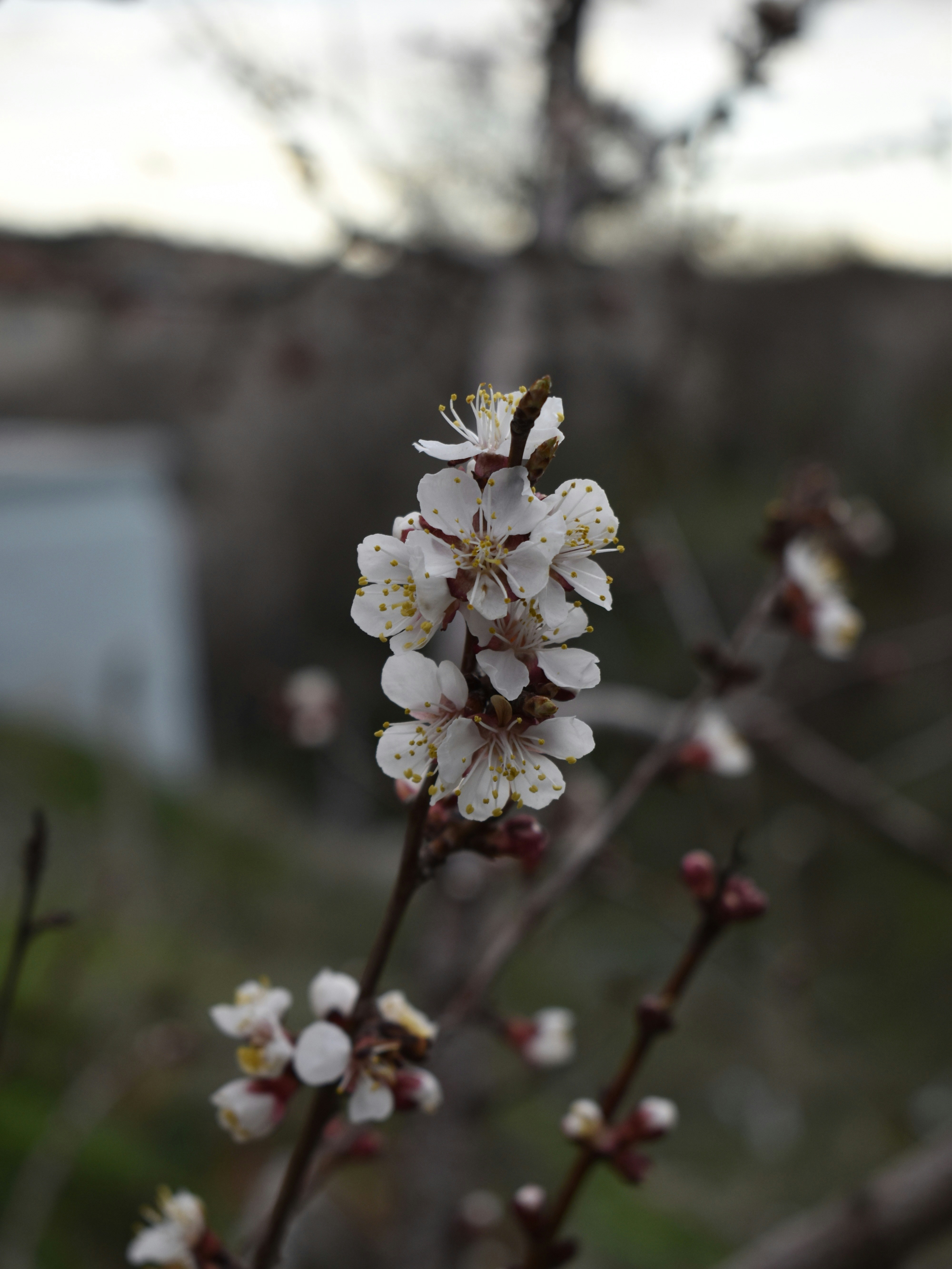 Blossoms in Focus: A Delicate Cluster of White Flowers Against a Soft Backyard Blur