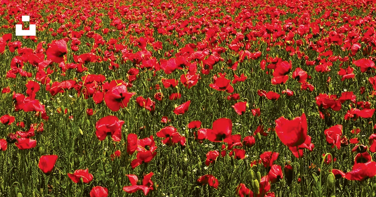 Un champ plein de fleurs rouges avec un fond de ciel photo – Photo Fond ... Un champ plein de fleurs rouges avec un fond de ciel photo – Photo Fond ...