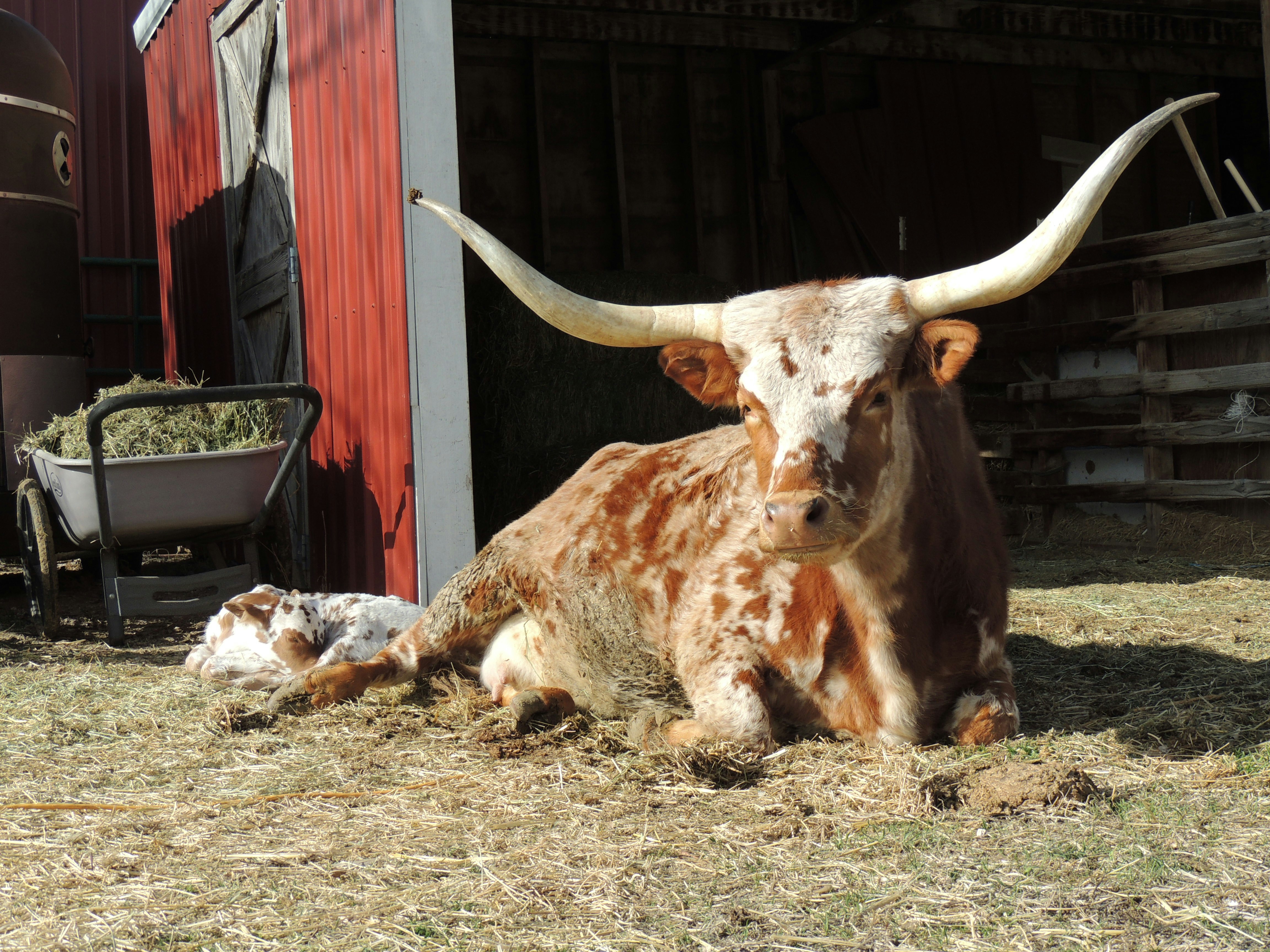 a cow laying down in the hay next to a barn