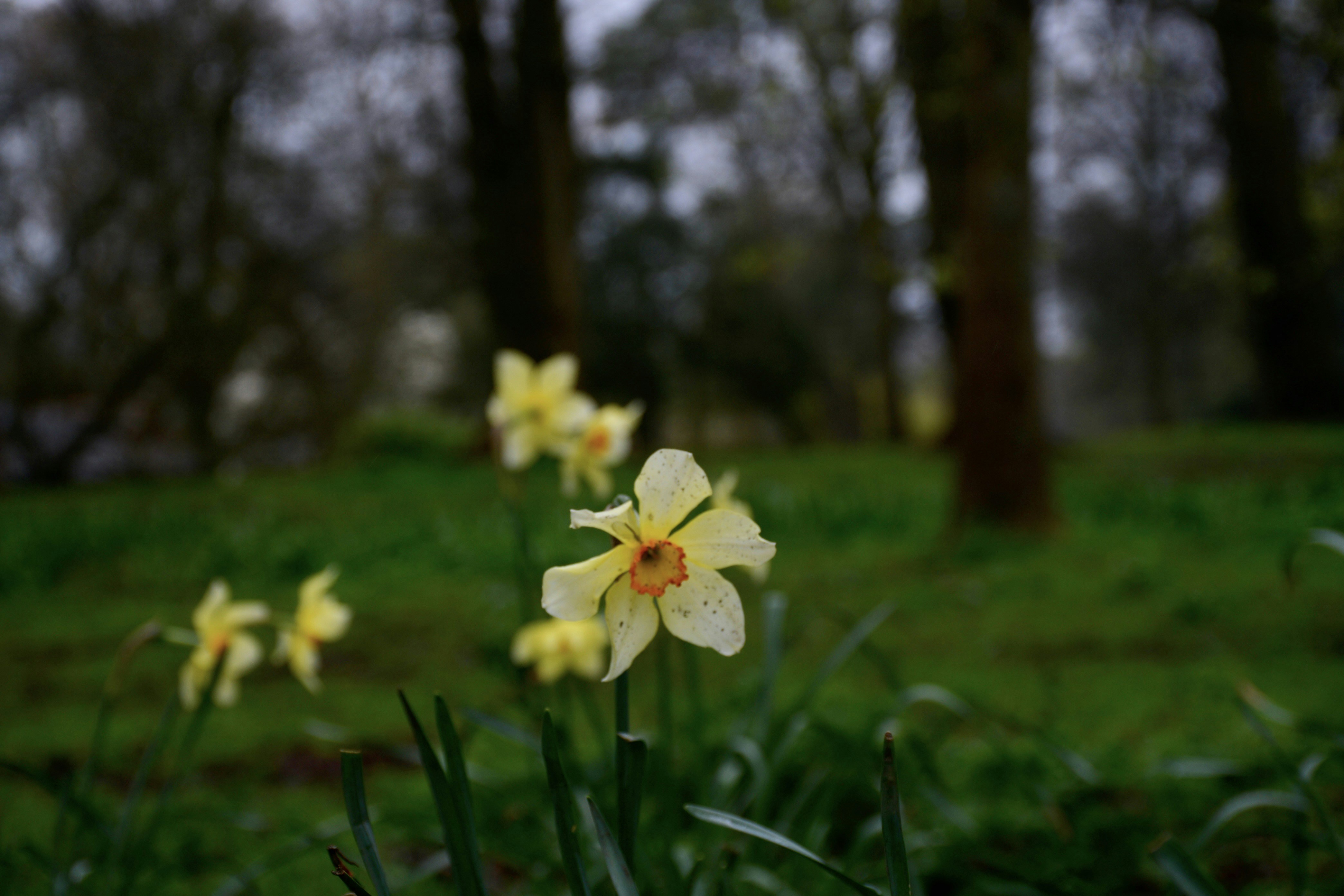 A group of yellow and white flowers in a field photo – Free Bute park ...