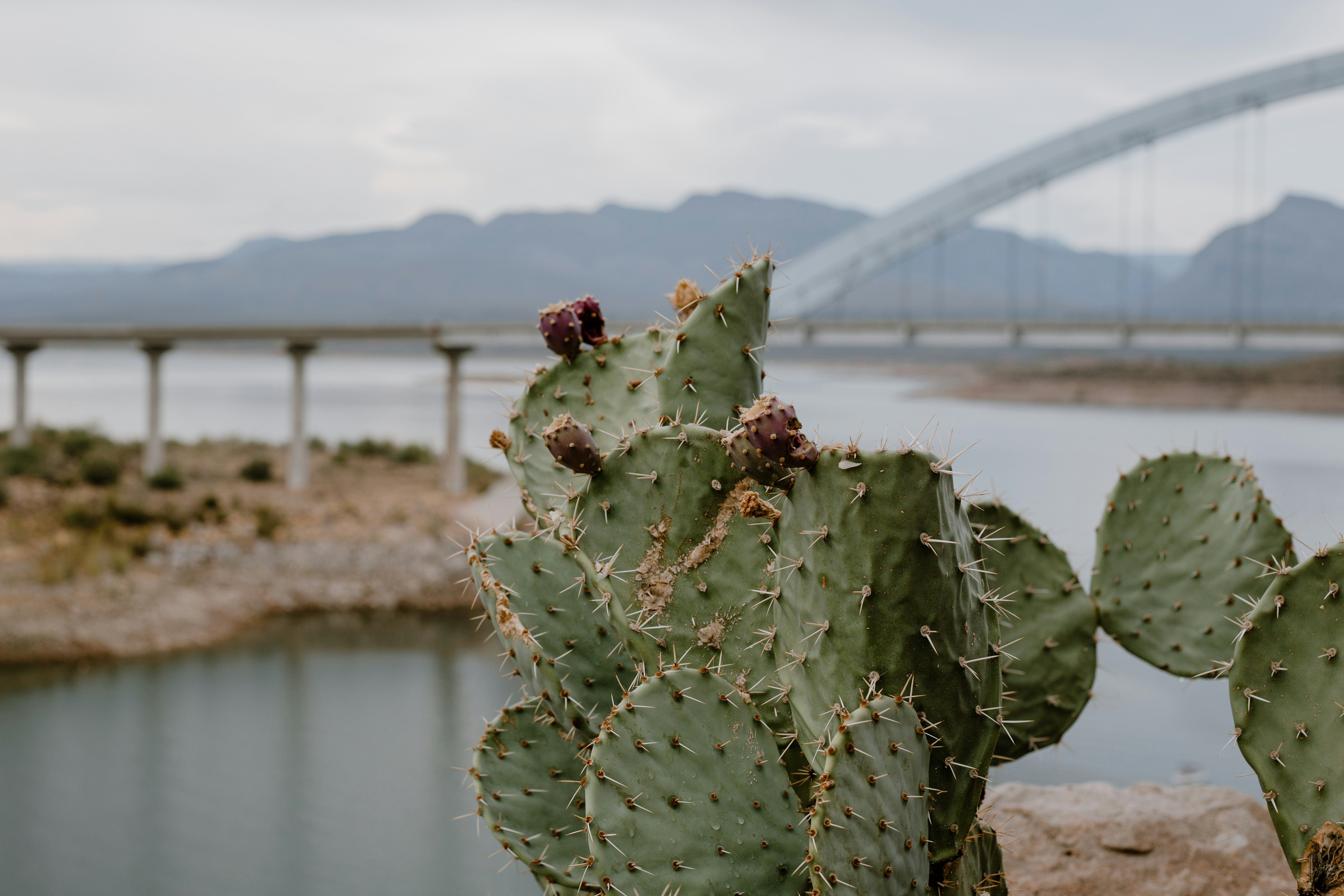 A cactus with a bridge in the background photo – Free Cactus Image on ...