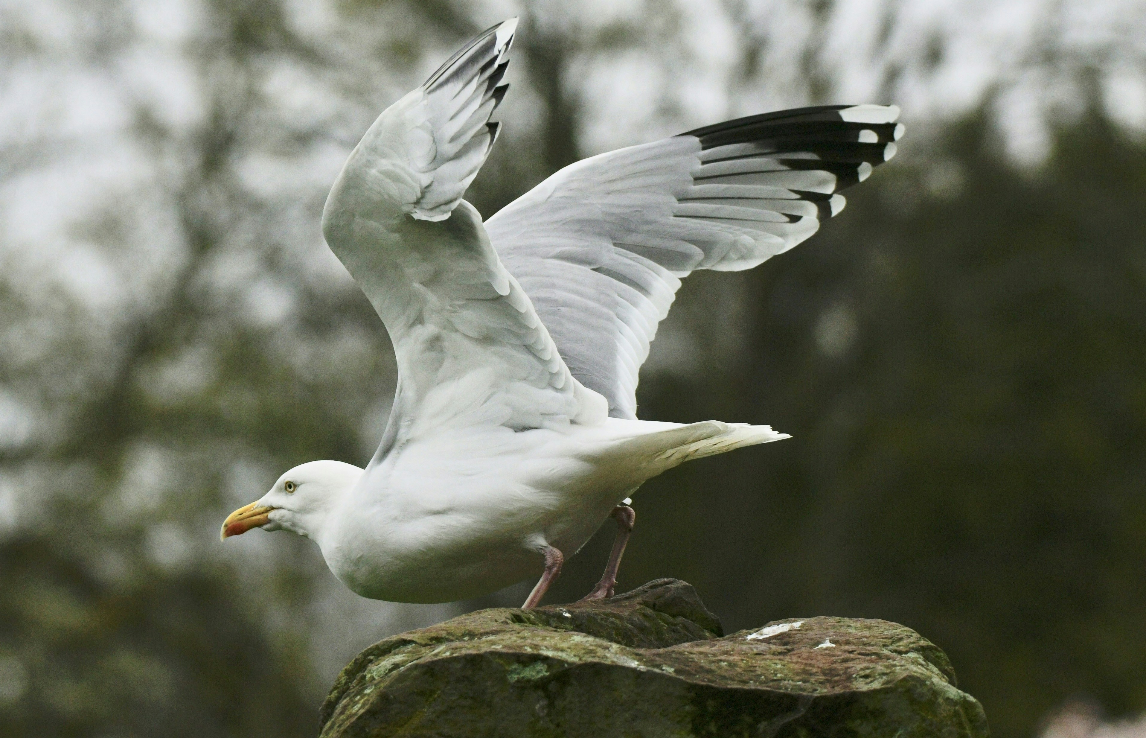 Winged Takeoff from Mossy Perch