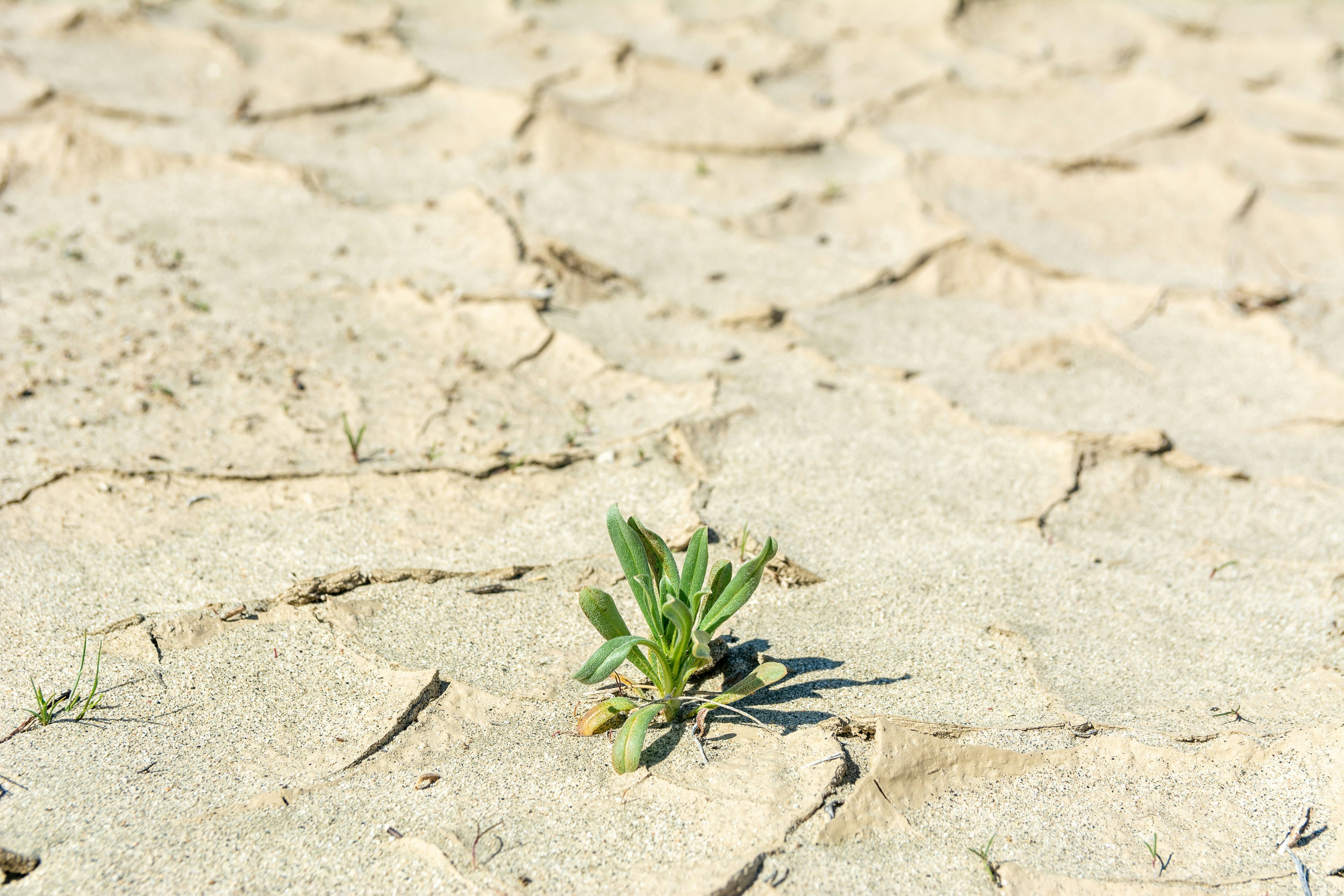 A small plant sprouts out of the ground photo – Free California Image ...