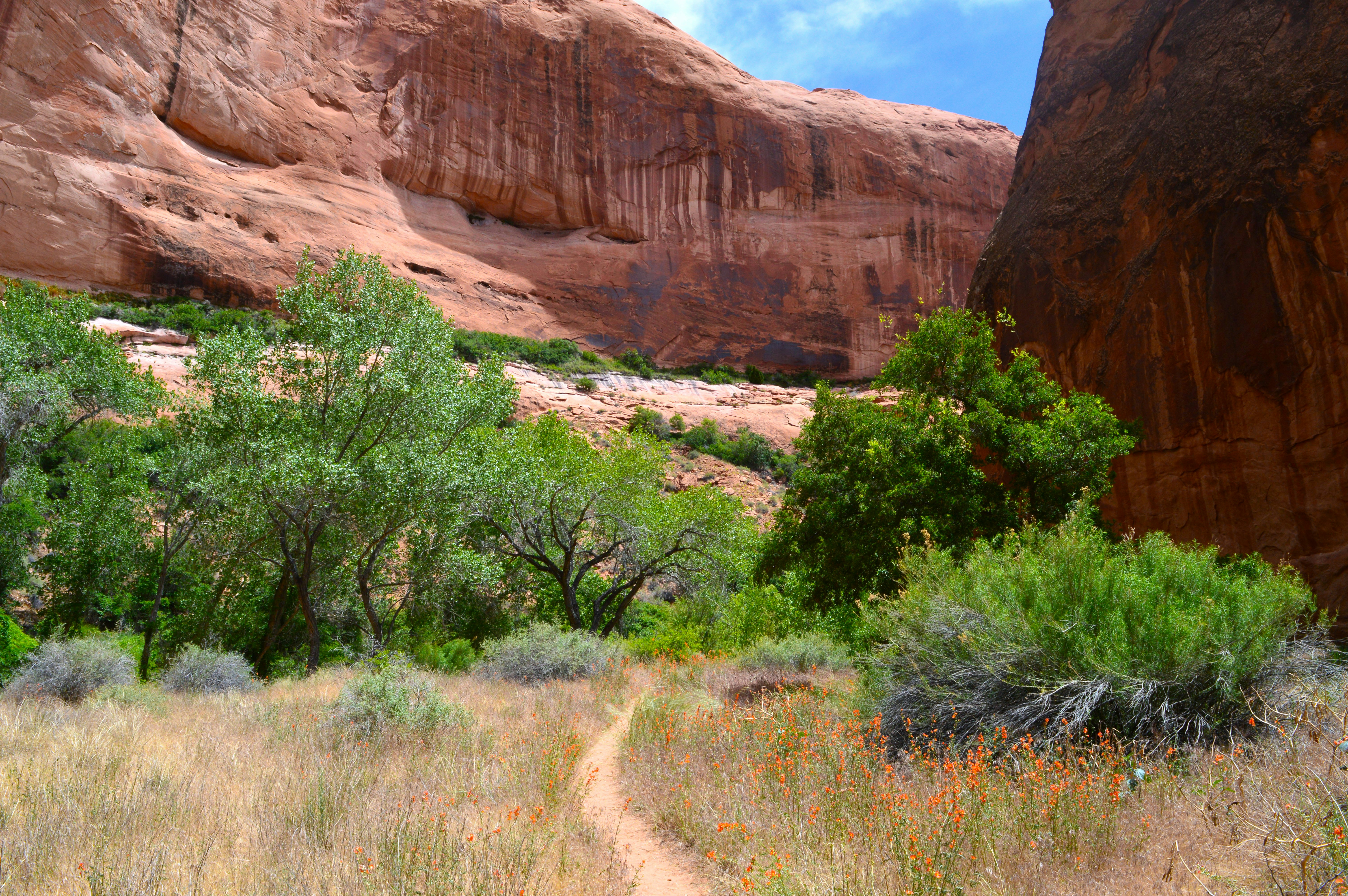 A dirt path in the middle of a canyon photo – Free Desert Image on Unsplash