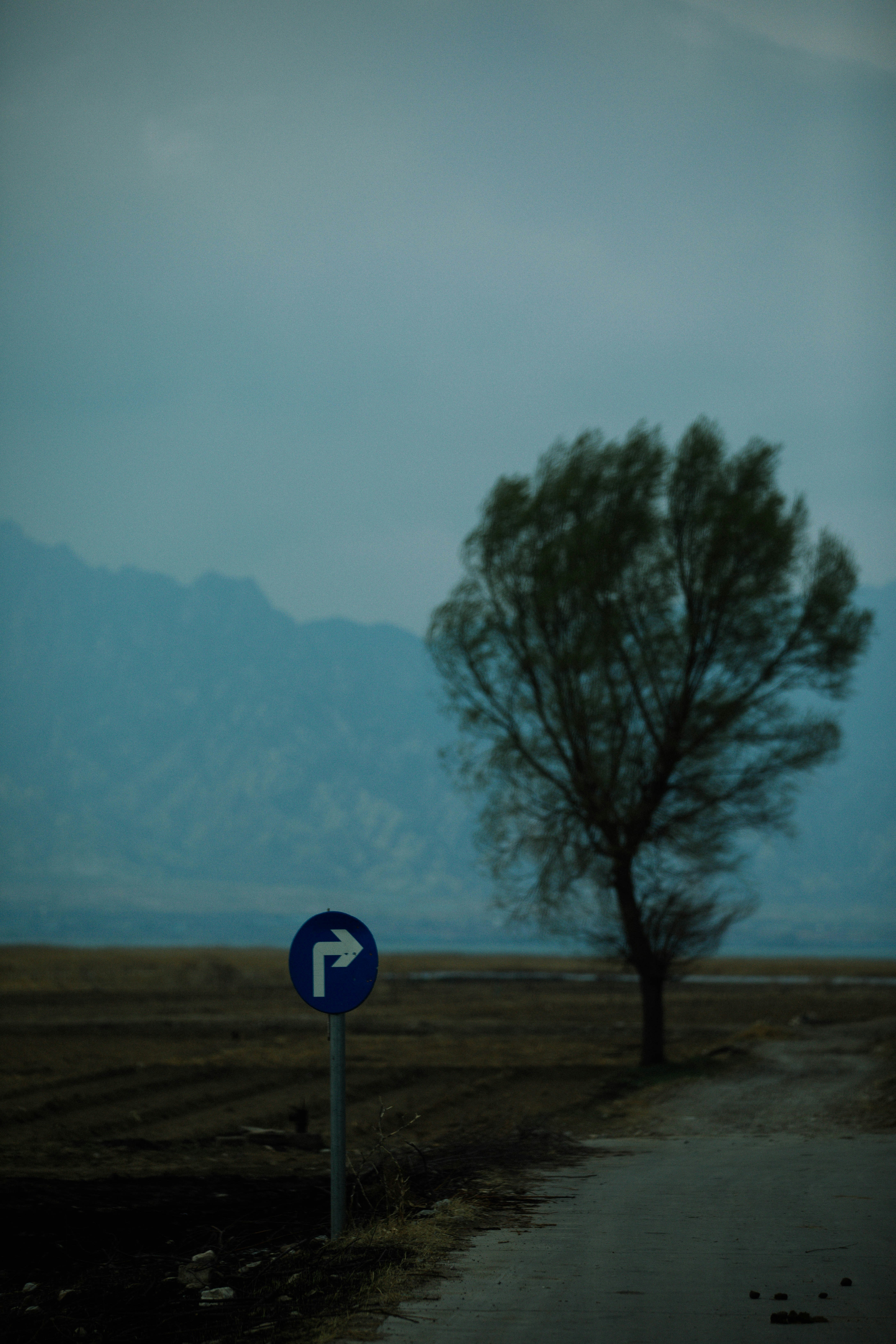 Blue Hour Sentinel: Lone Tree Framing a Quiet Rural Road