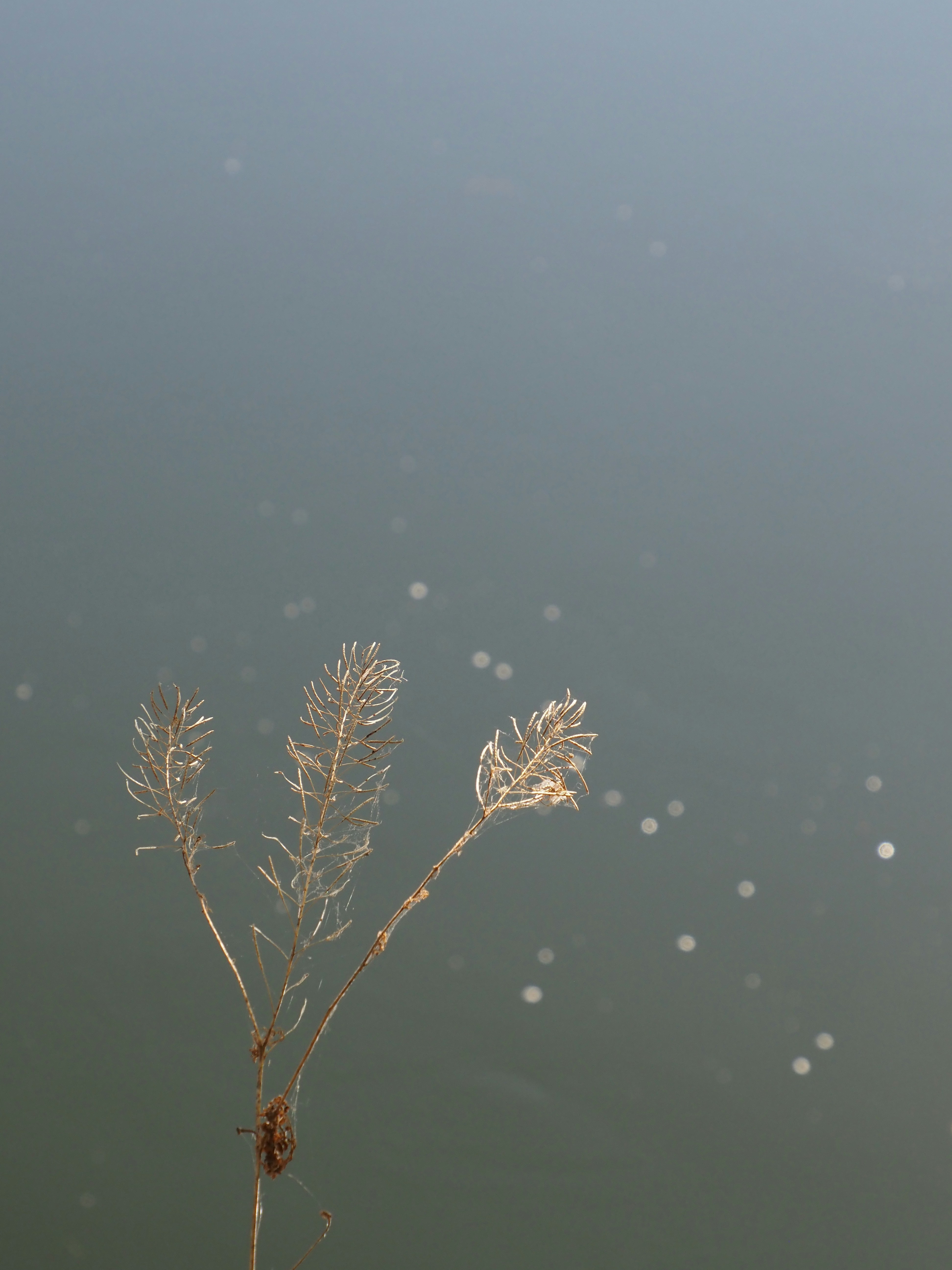 Dried seed heads against a calm, sunlit lake