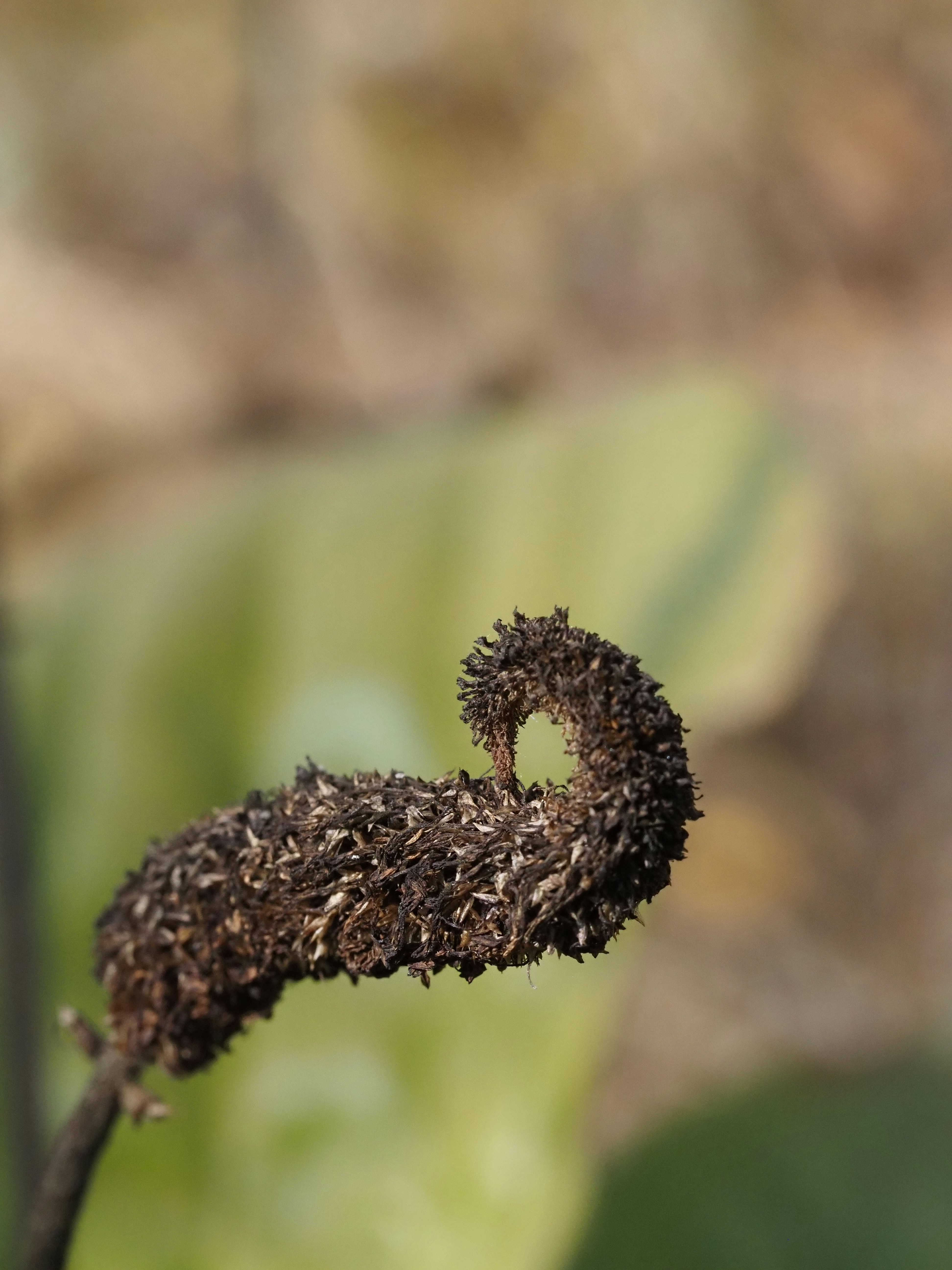 Spiral of Dried Seed: a curling arc in macro light