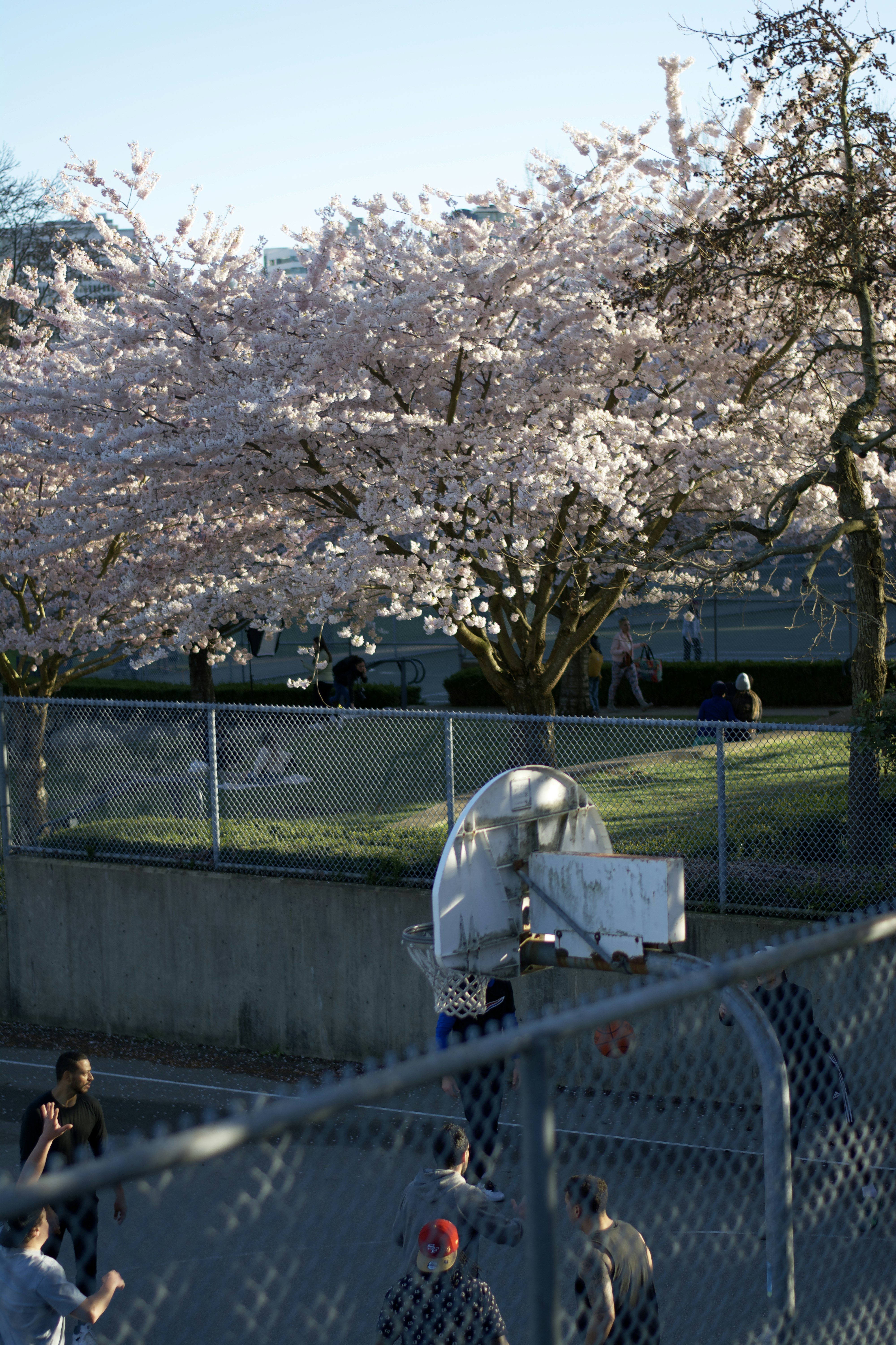 Courtside Bloom: Basketball Framed by Cherry Blossoms