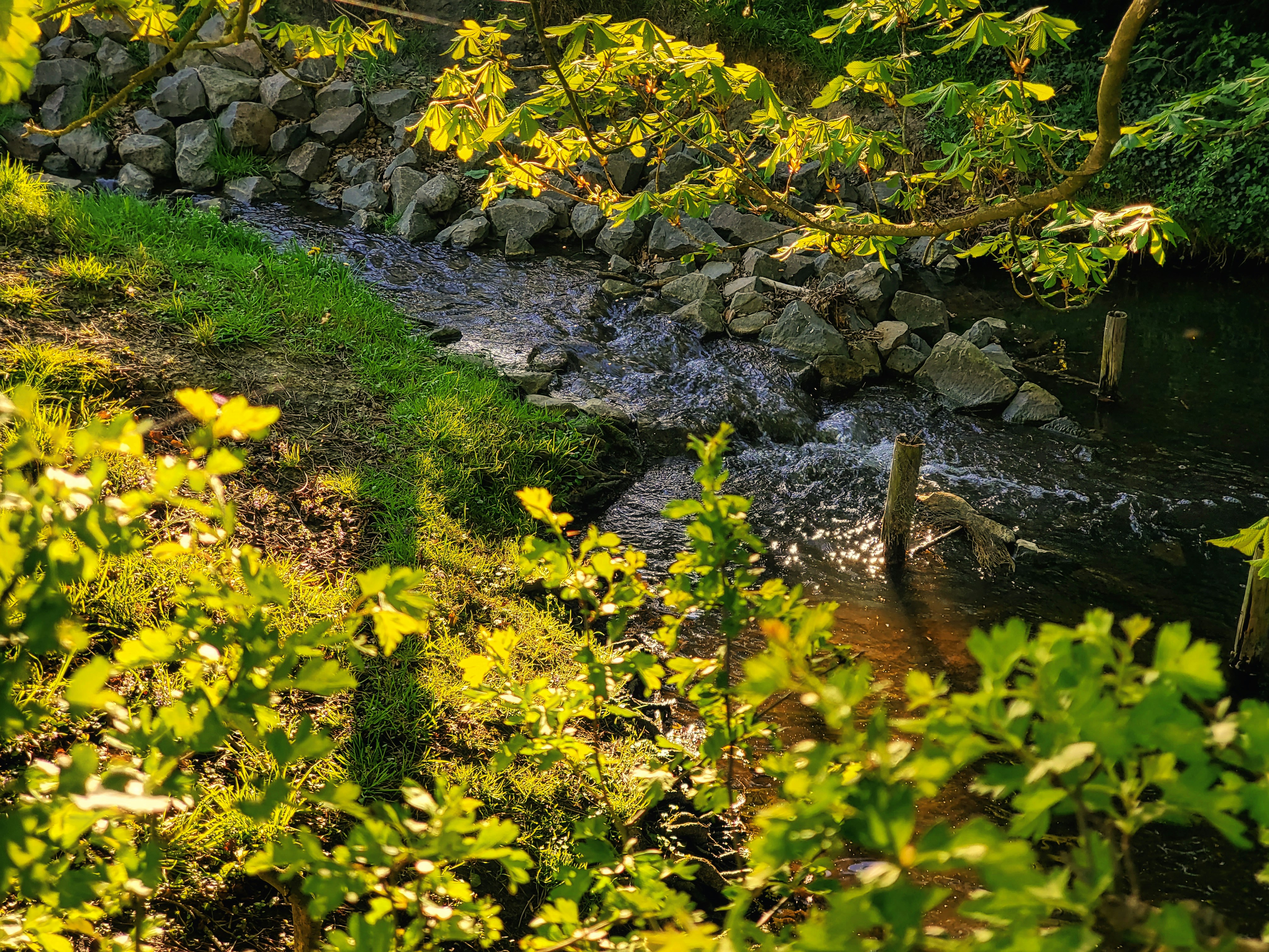 A duck is swimming in a small stream photo – Free Germany Image on Unsplash