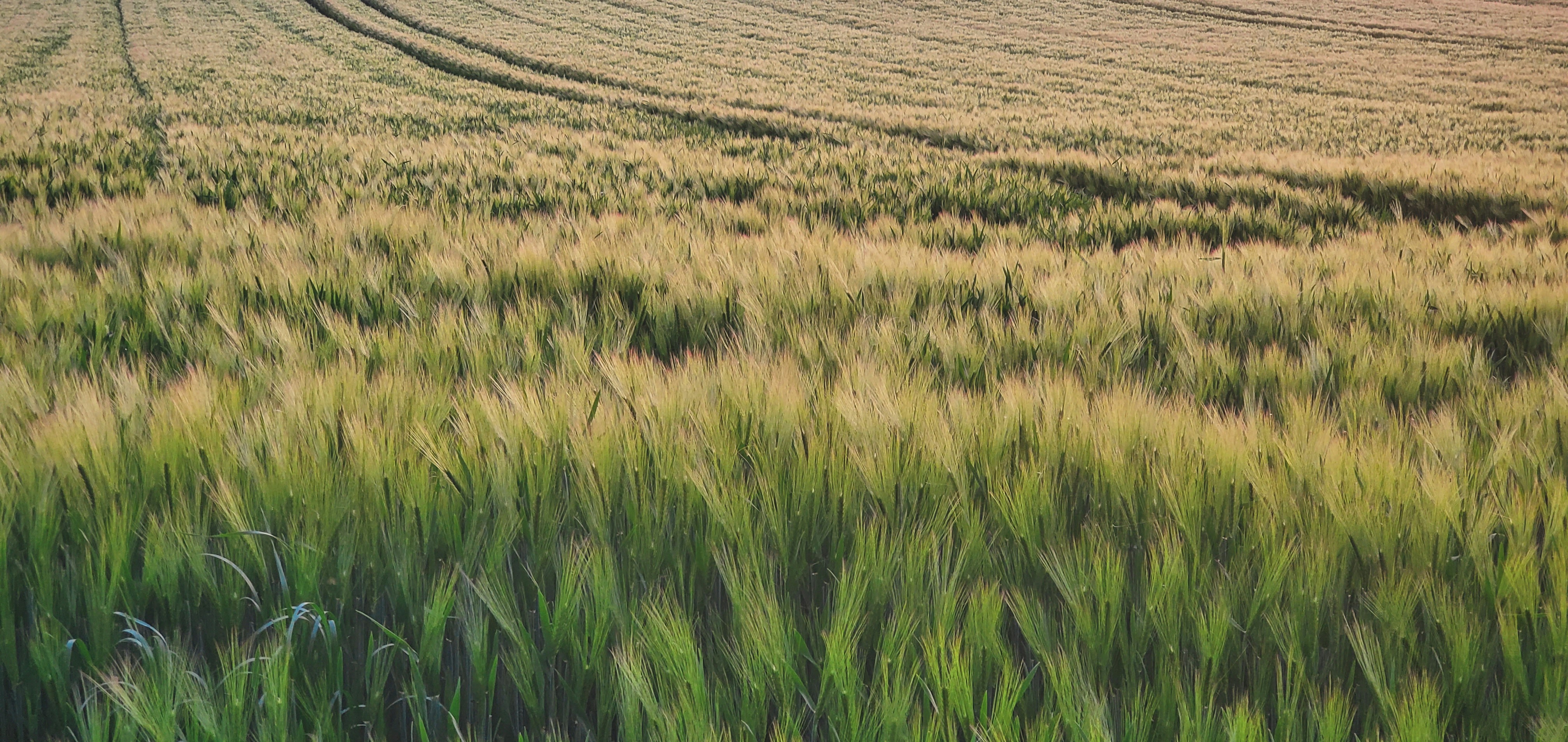 A wheat field near harvest in the sunset light.