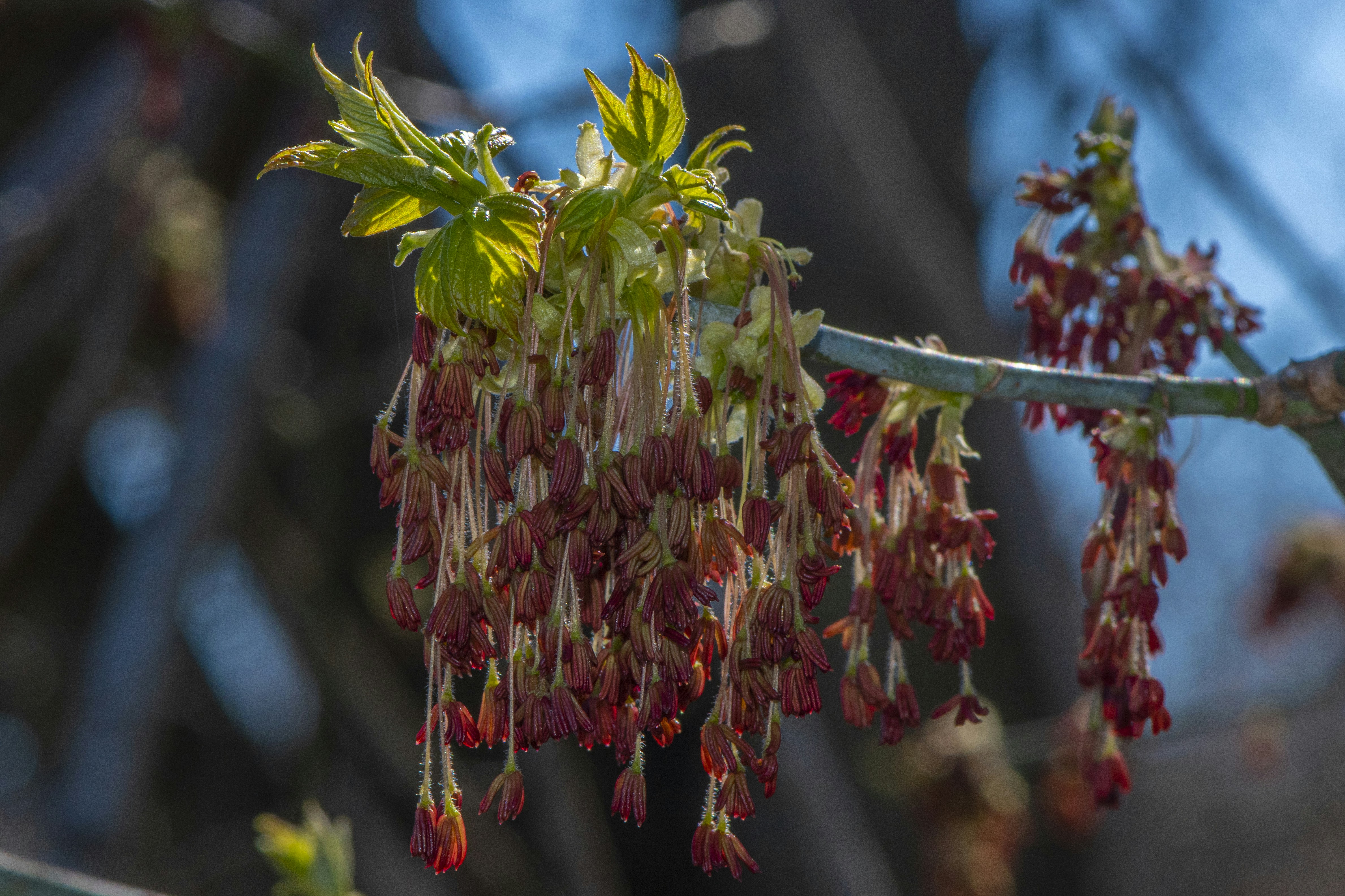 Crimson Dangles: Close-Up of Withering Berries Against a Cerulean Blur