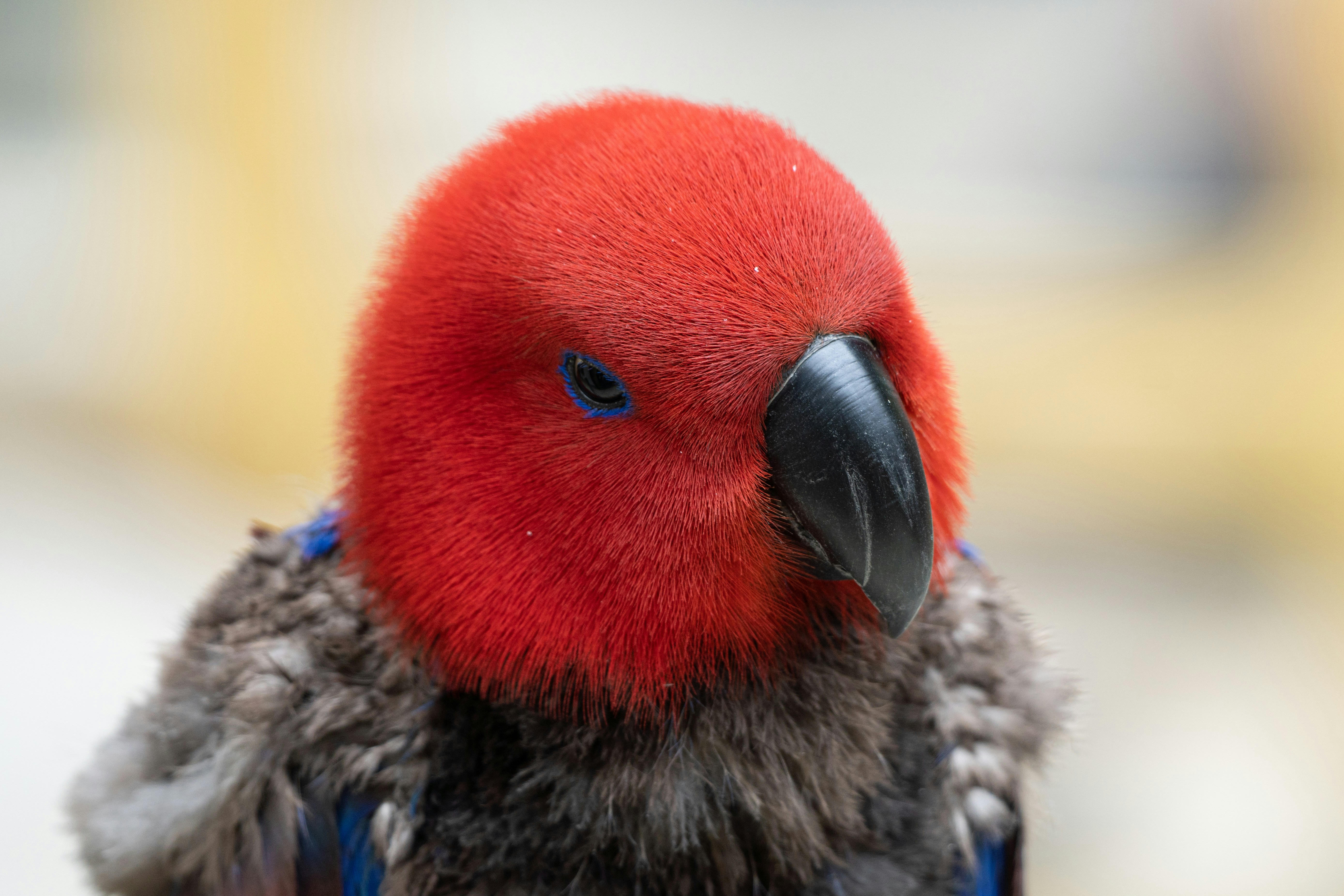 Vibrant Plumage: A Feathered Portrait