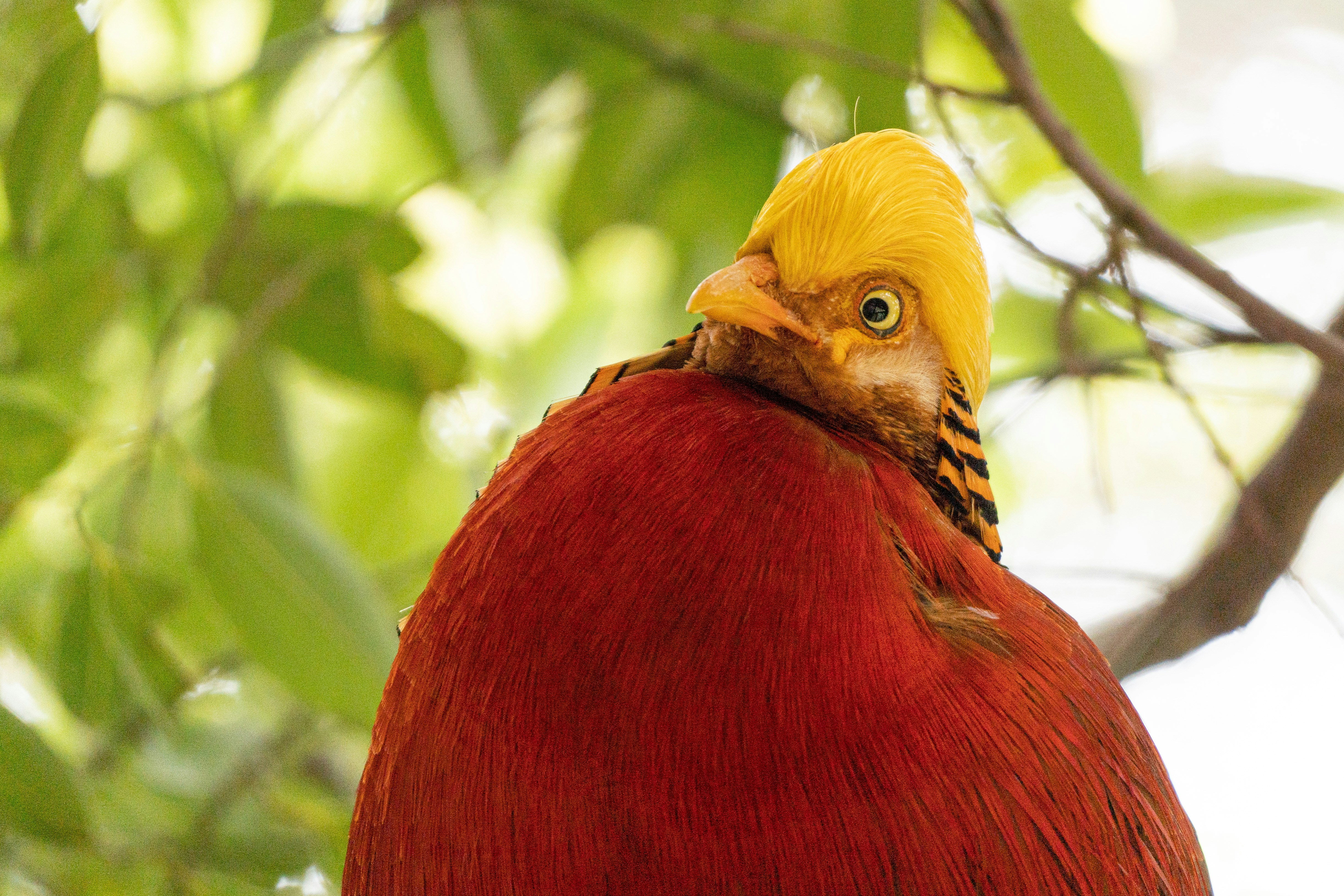 Golden pheasant perched on a branch with lush green leaves in the background.
