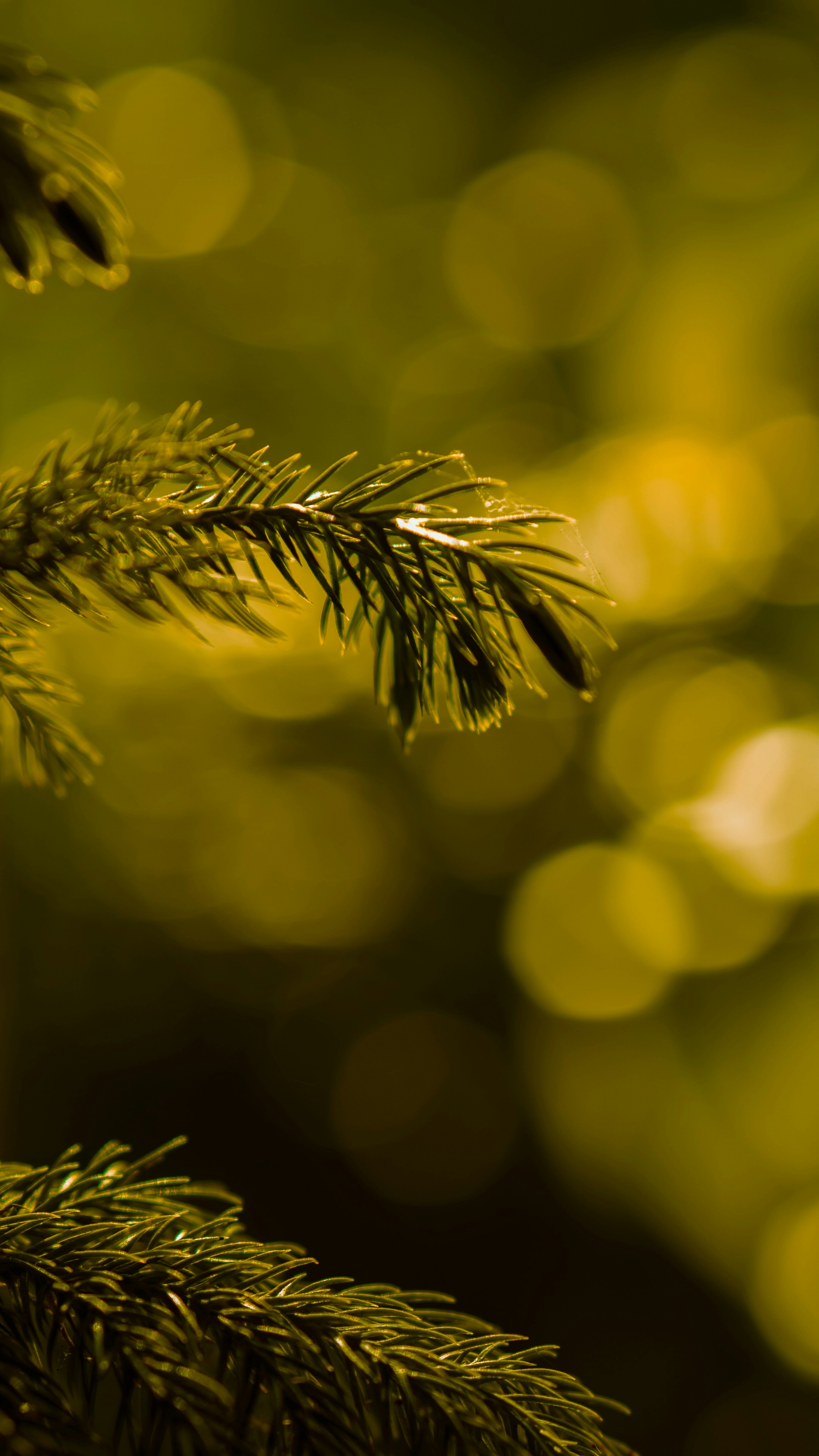 A close up of a pine tree branch photo – Free Unsplashed Image on Unsplash