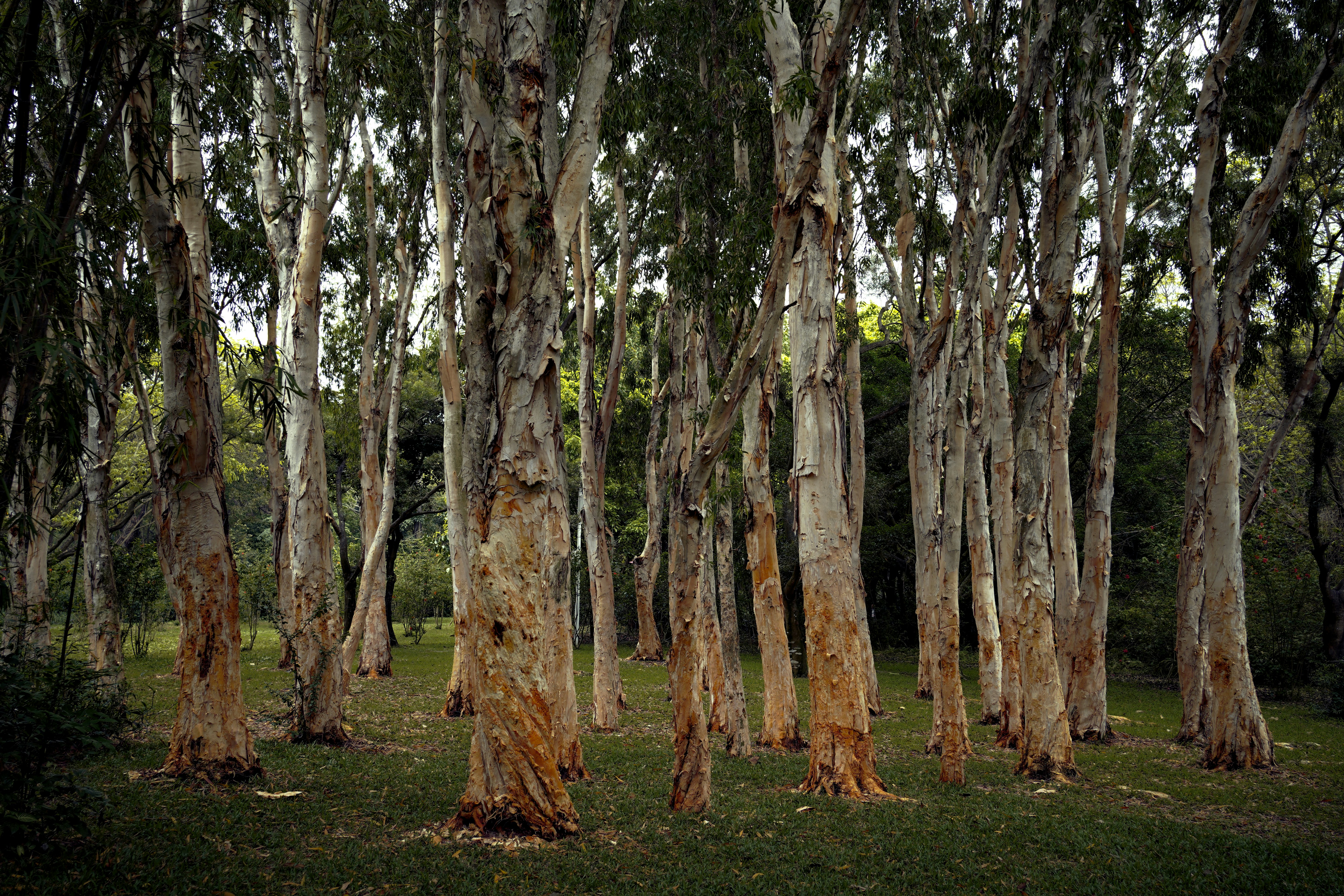 A serene grove of eucalyptus trees with distinctive bark patterns and lush greenery surrounding them.
