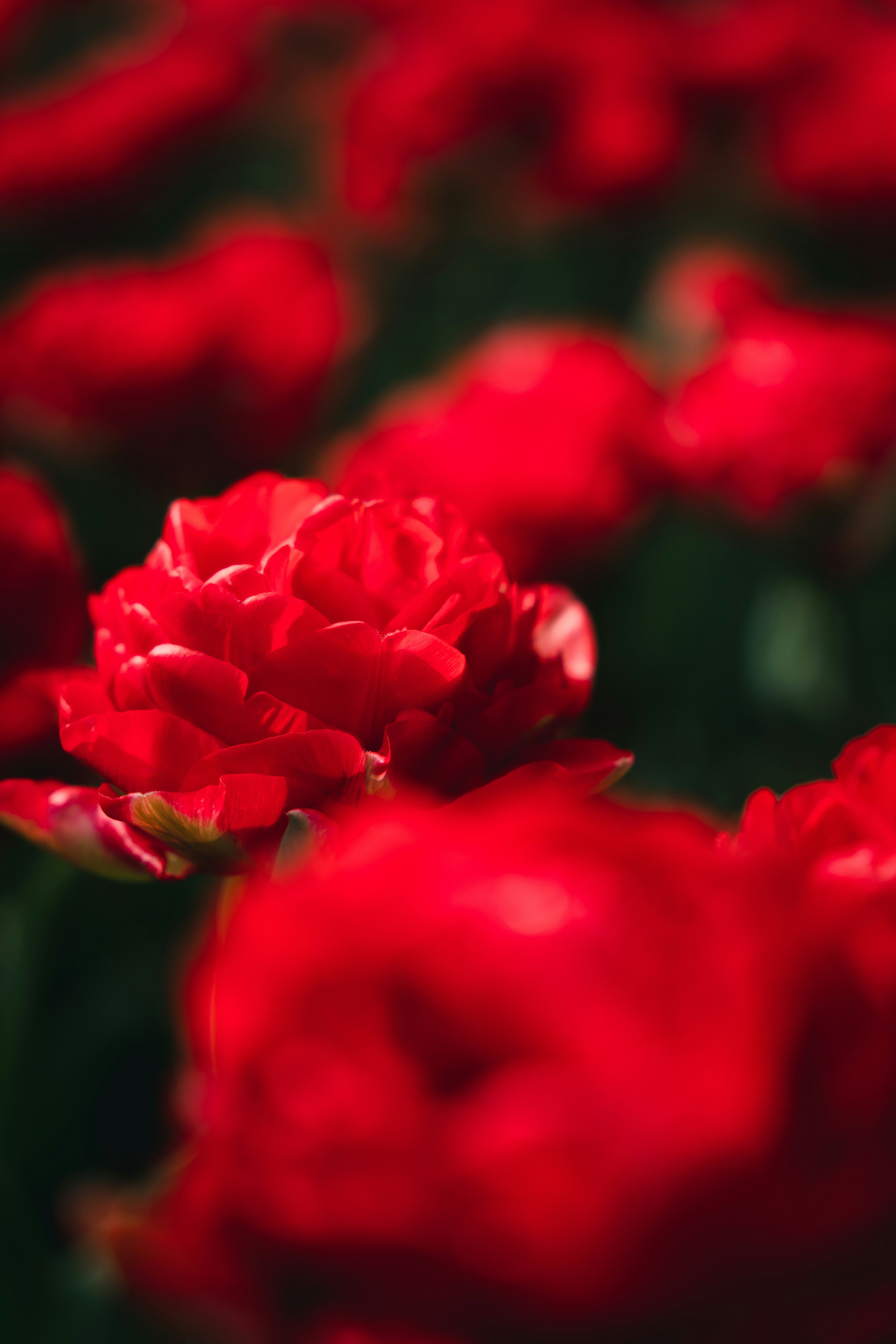 Tumblr Red Flowers