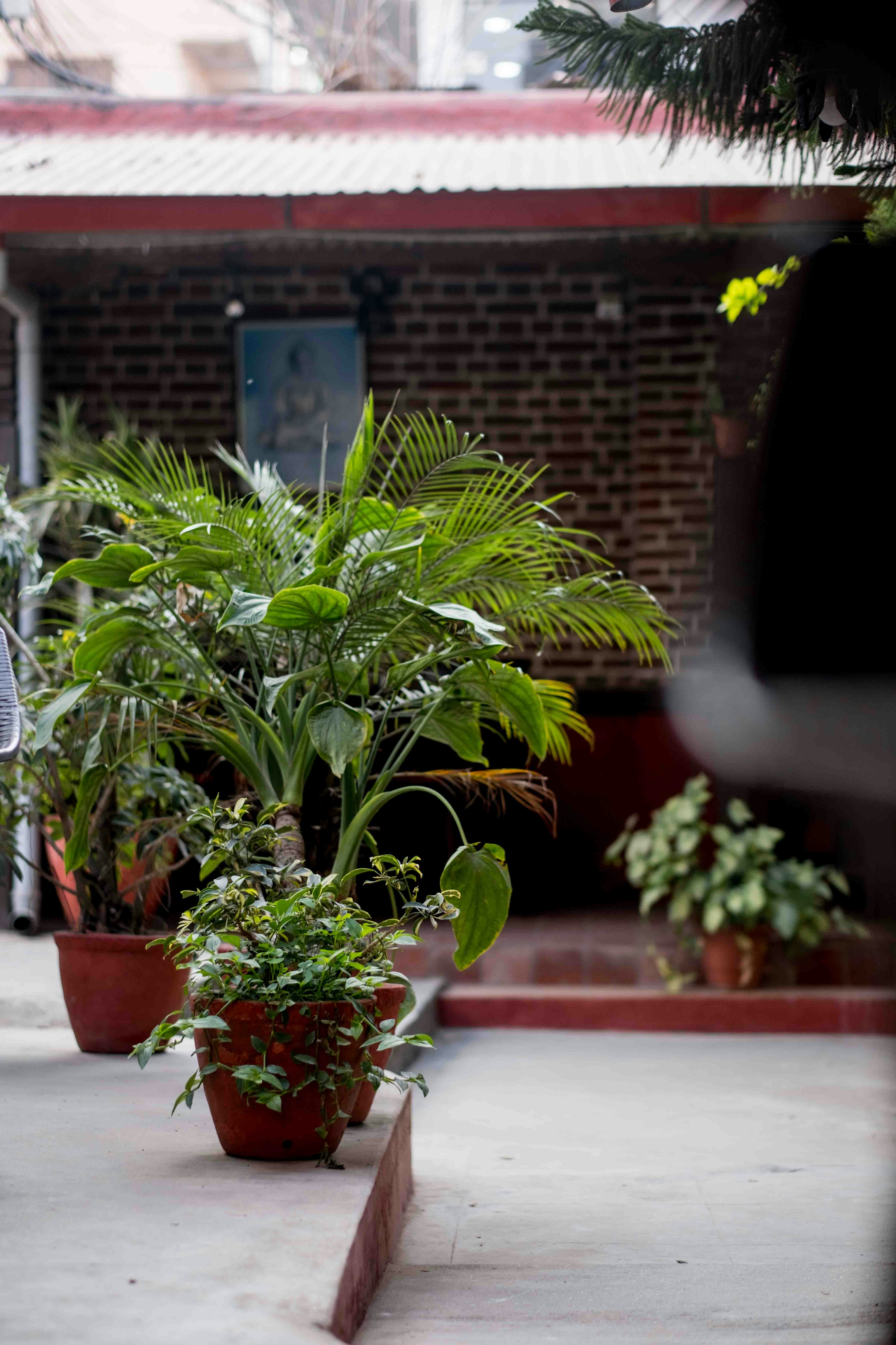 Potted Jungle in a Quiet Courtyard