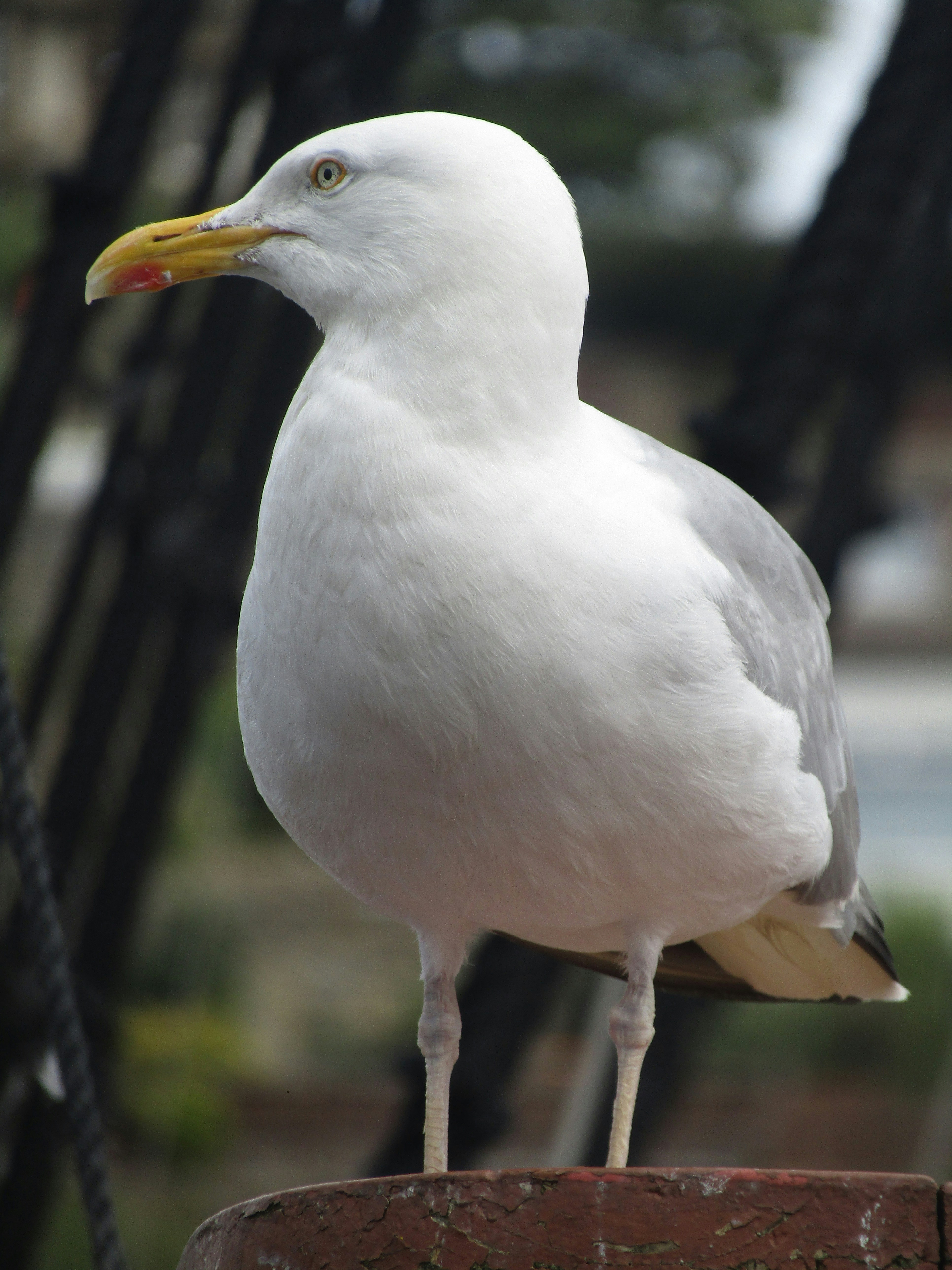 A seagull perched confidently, showcasing its striking features and vibrant beak against a blurred background.