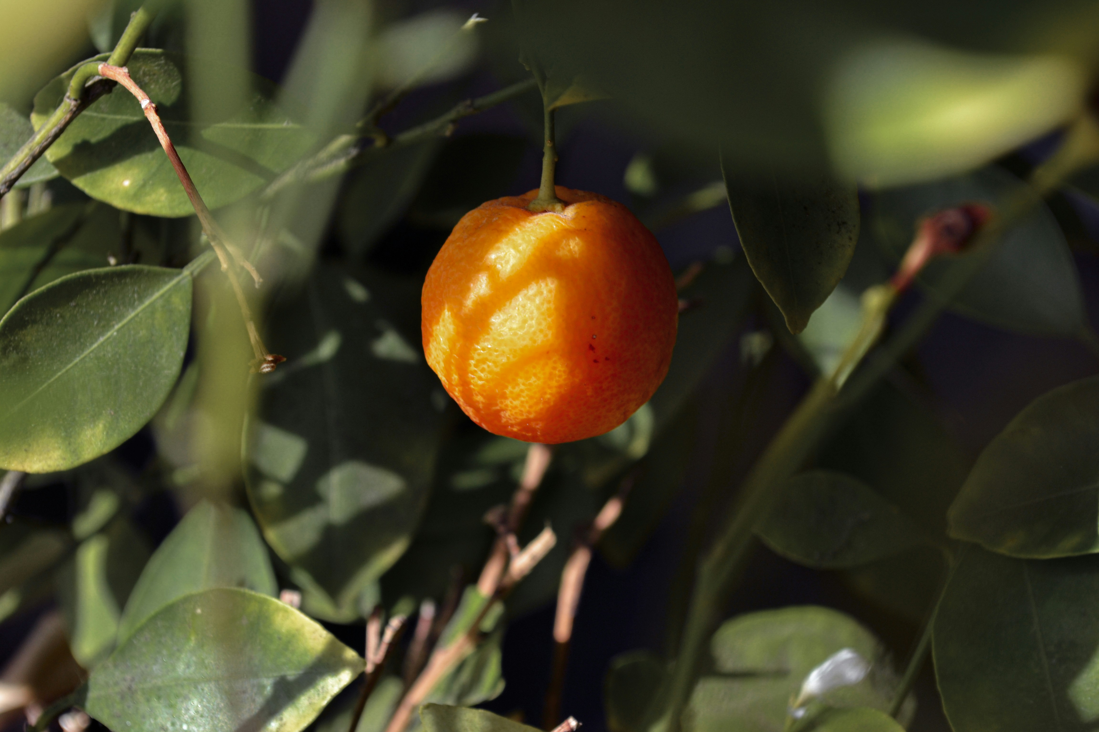 Orange fruit hanging from a tree, illuminated by sunlight and surrounded by deep green leaves.