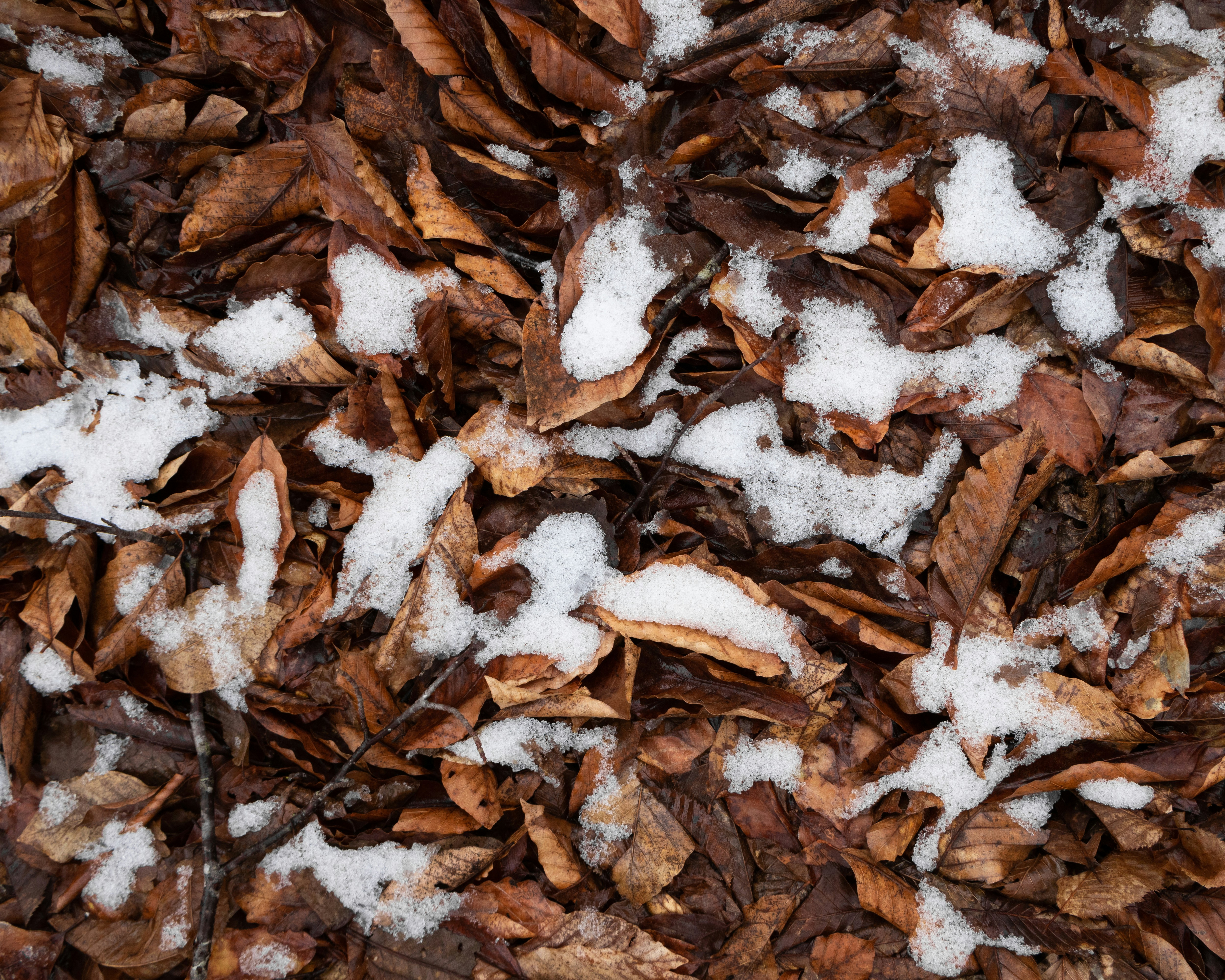 Snow-tufted Autumn Ground Cover