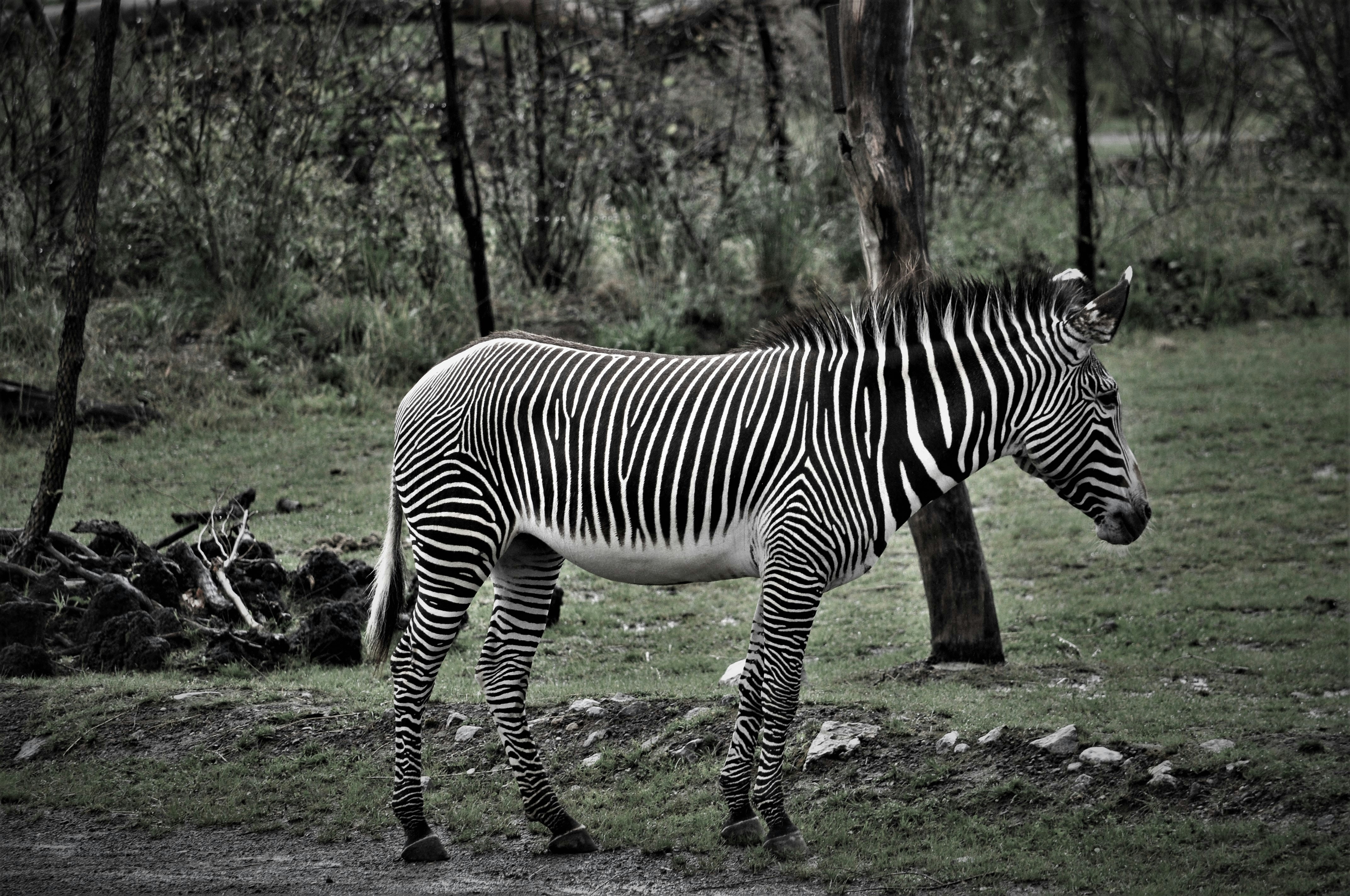 Stripes in the Dappled Light: Zebra Pauses on a Forest Path