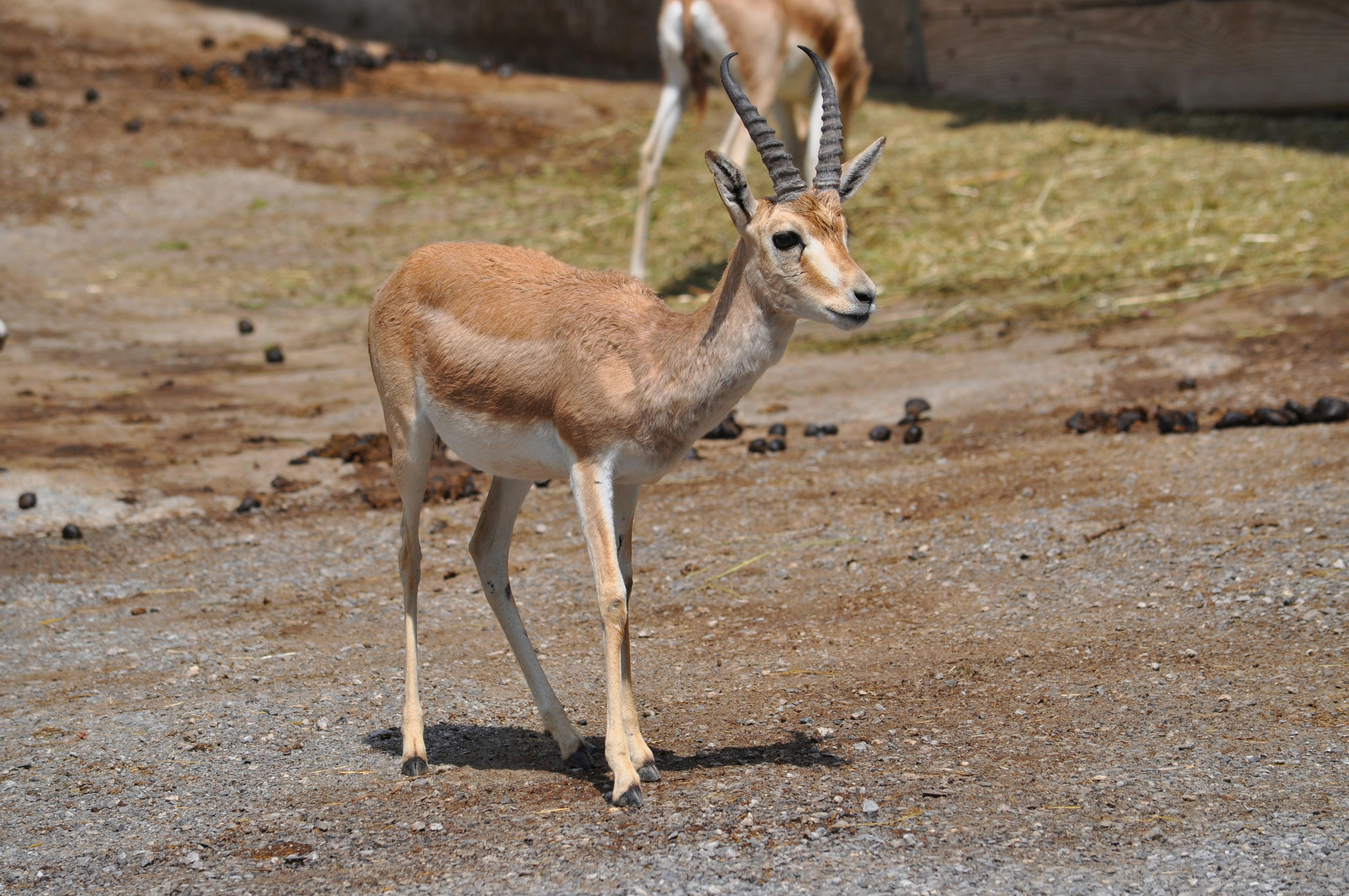 a couple of animals that are standing in the dirt