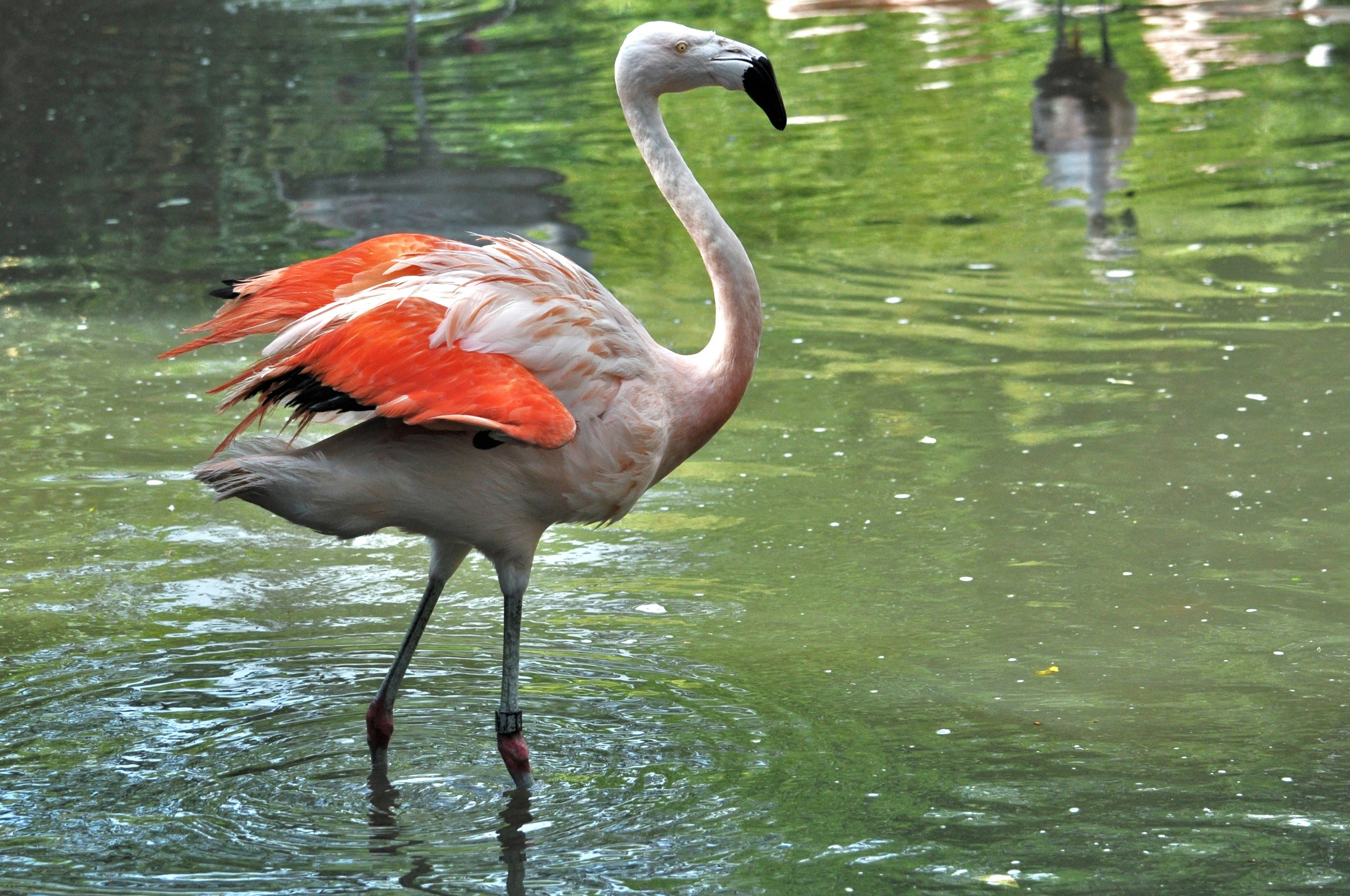 Elegance in Motion: The Flamingo's Dance