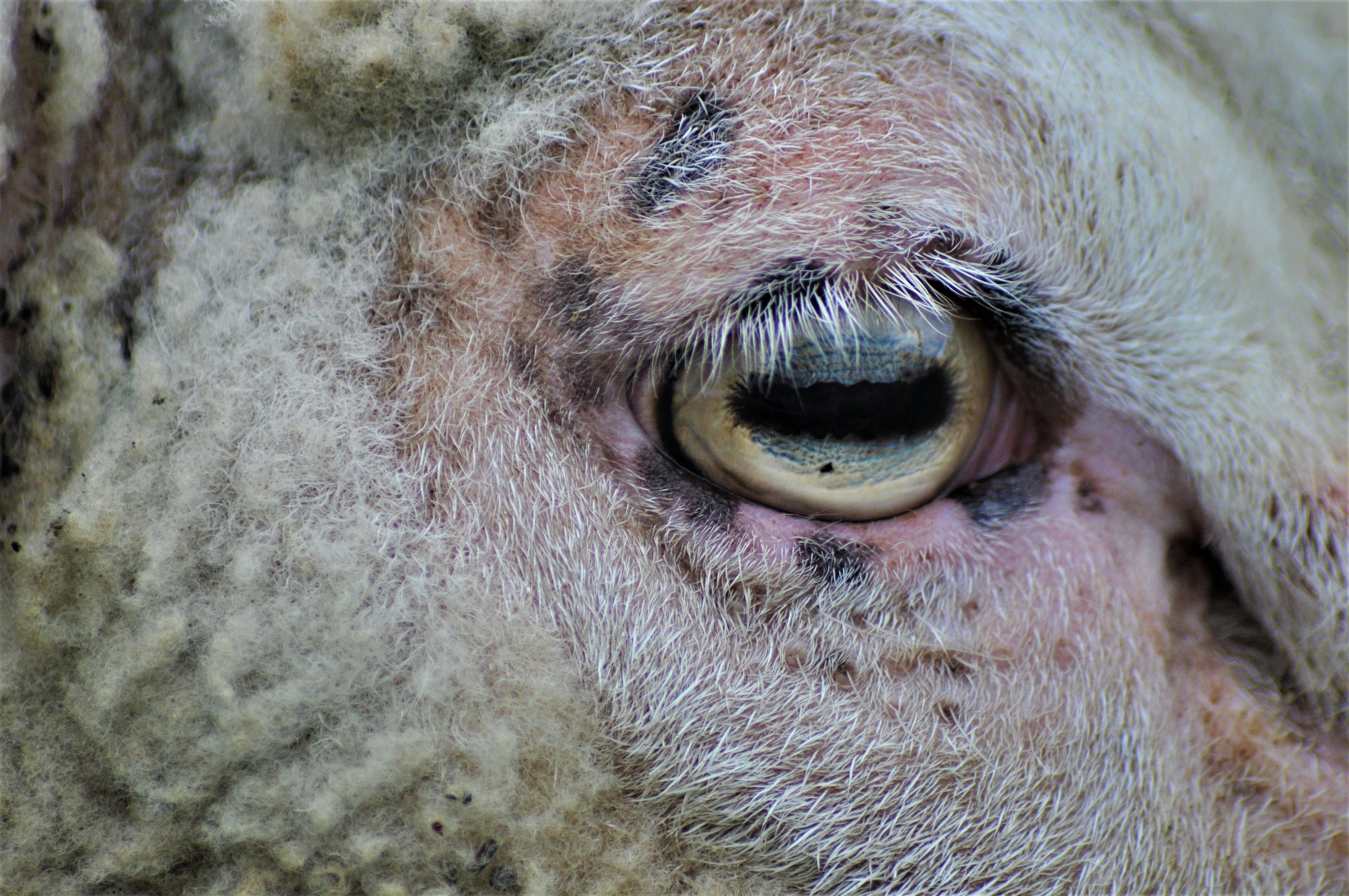 A close up of a sheep's eye with black marks on it photo – Free St ...